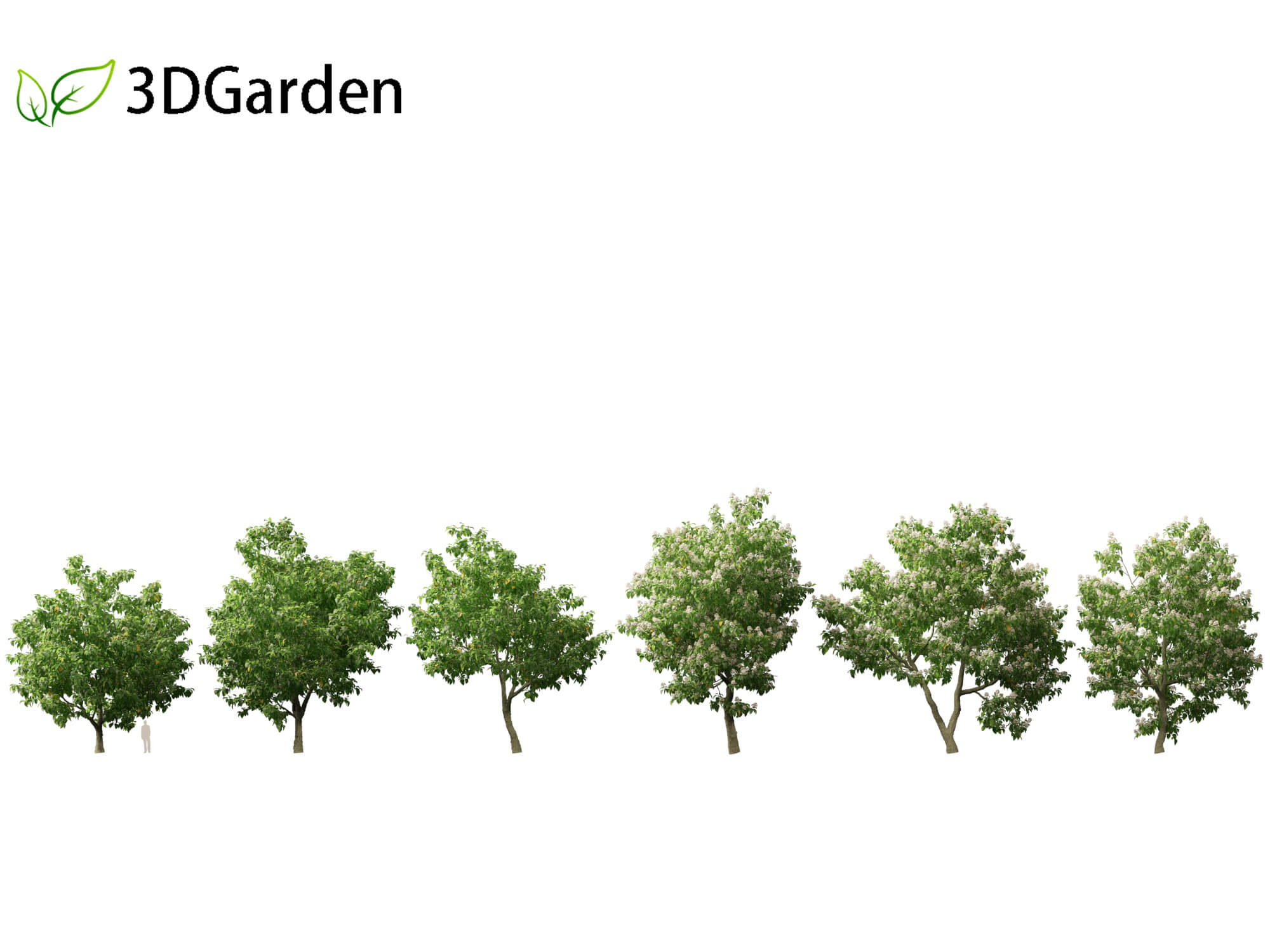 Catalpa Speciosa – Northern - 3D Model by 3dgardenplants