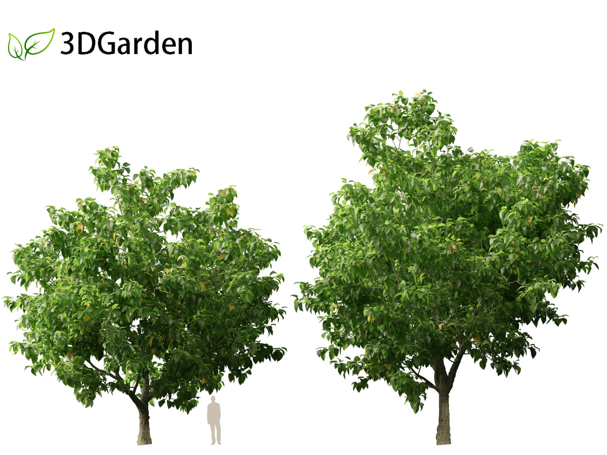 Catalpa Speciosa – Northern - 3D Model by 3dgardenplants