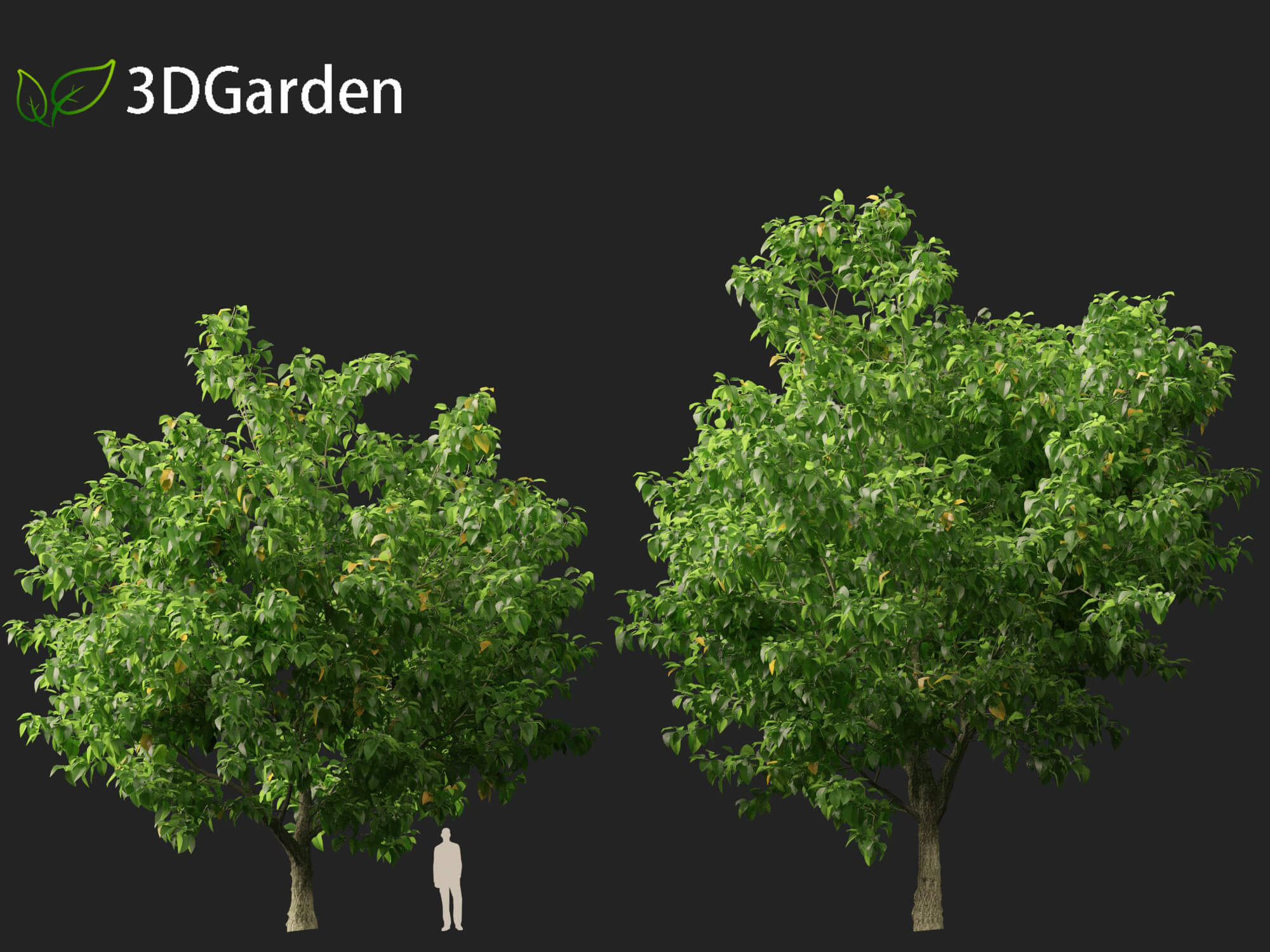 Catalpa Speciosa – Northern - 3D Model by 3dgardenplants