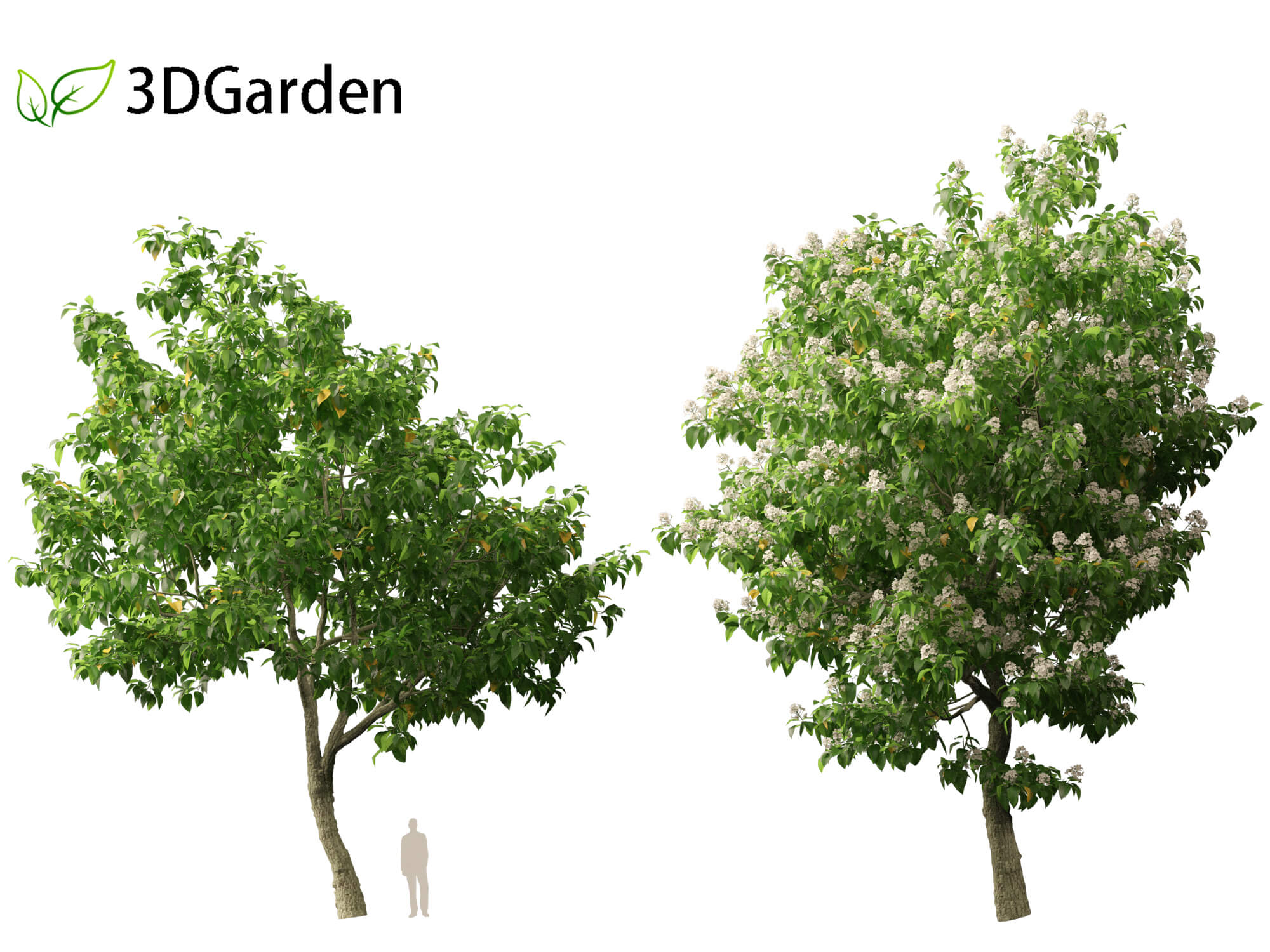 Catalpa Speciosa – Northern - 3D Model by 3dgardenplants