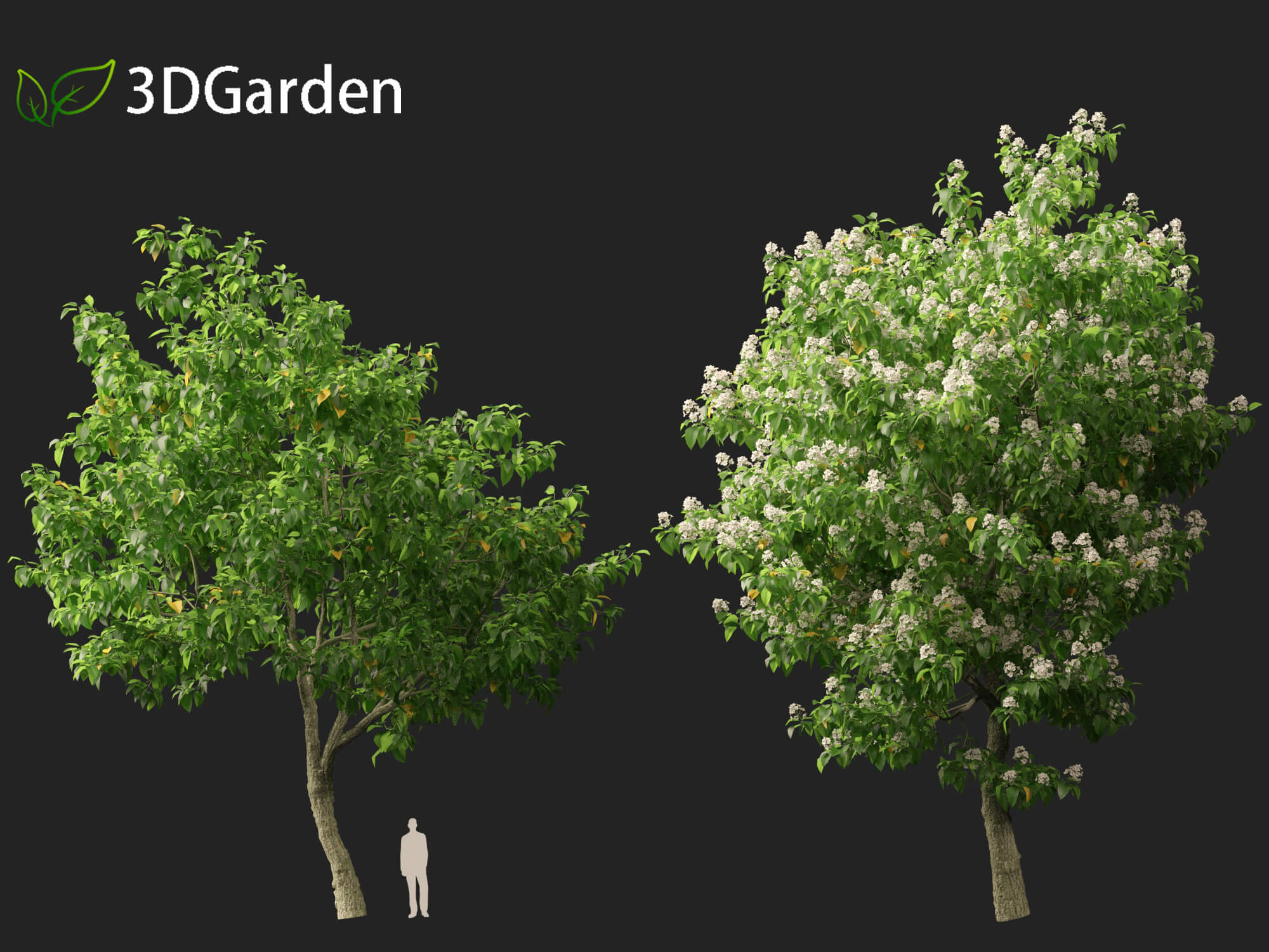 Catalpa Speciosa – Northern - 3D Model by 3dgardenplants