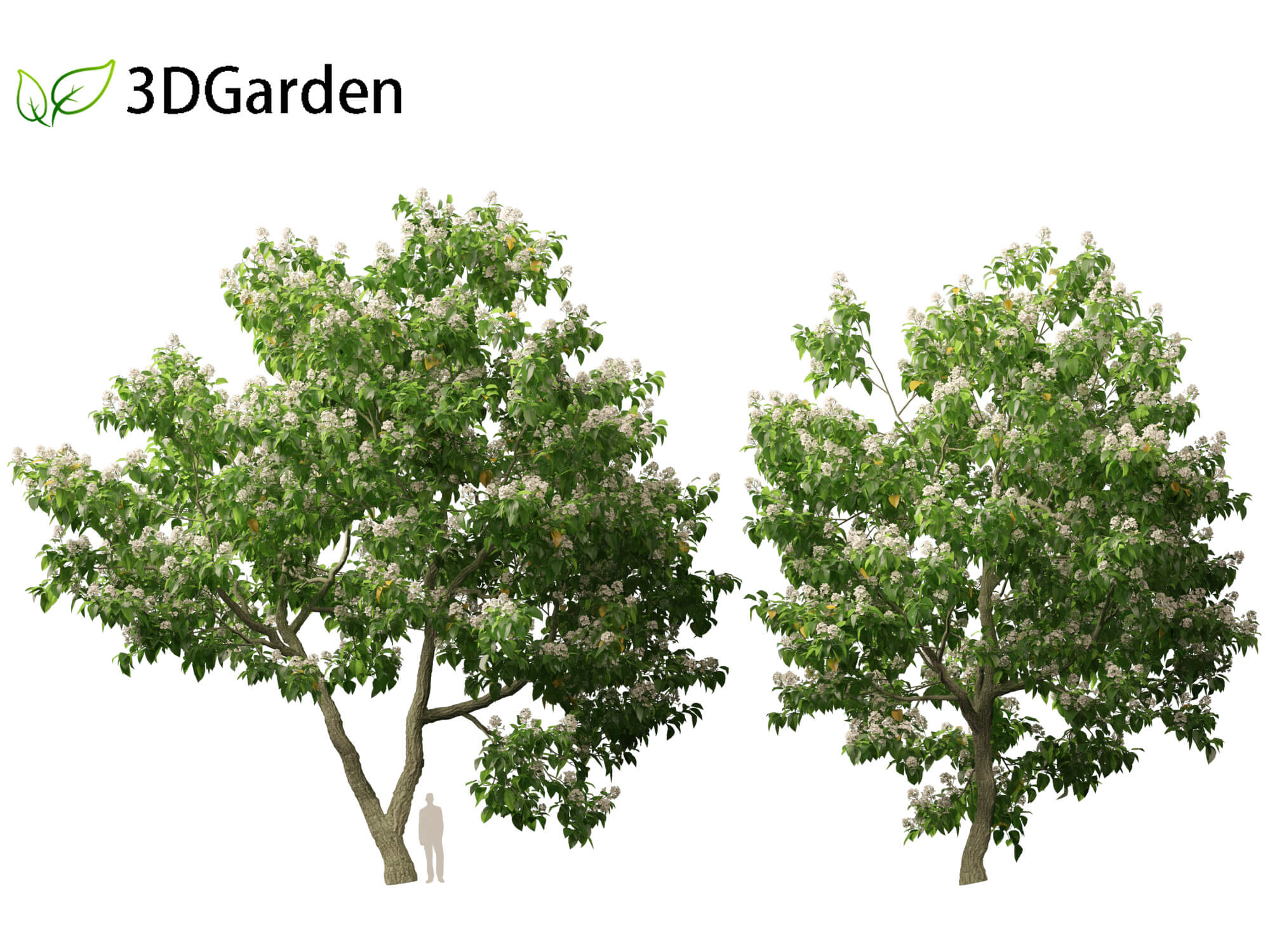 Catalpa Speciosa – Northern - 3D Model by 3dgardenplants