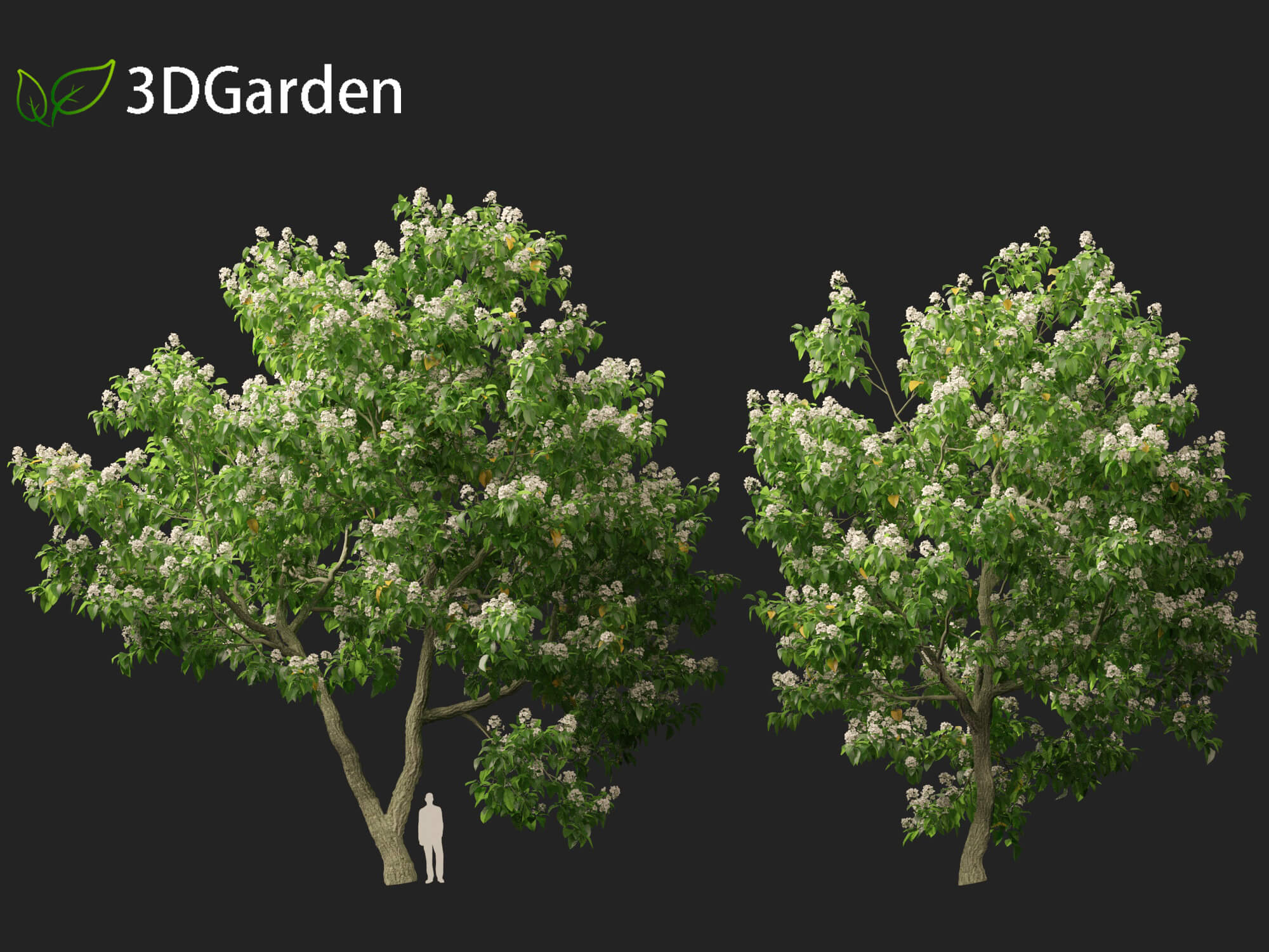 Catalpa Speciosa – Northern - 3D Model by 3dgardenplants