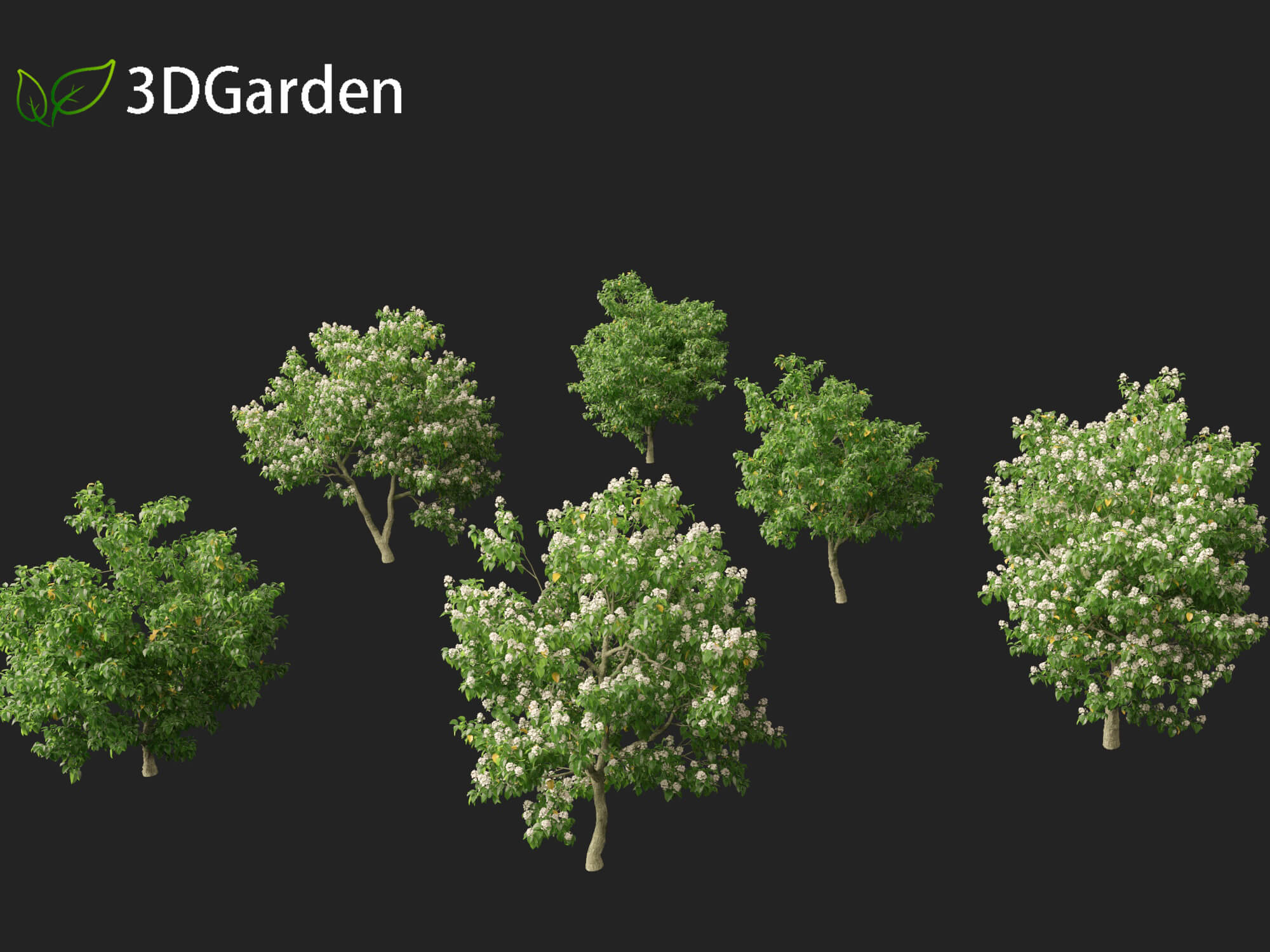Catalpa Speciosa – Northern - 3D Model by 3dgardenplants