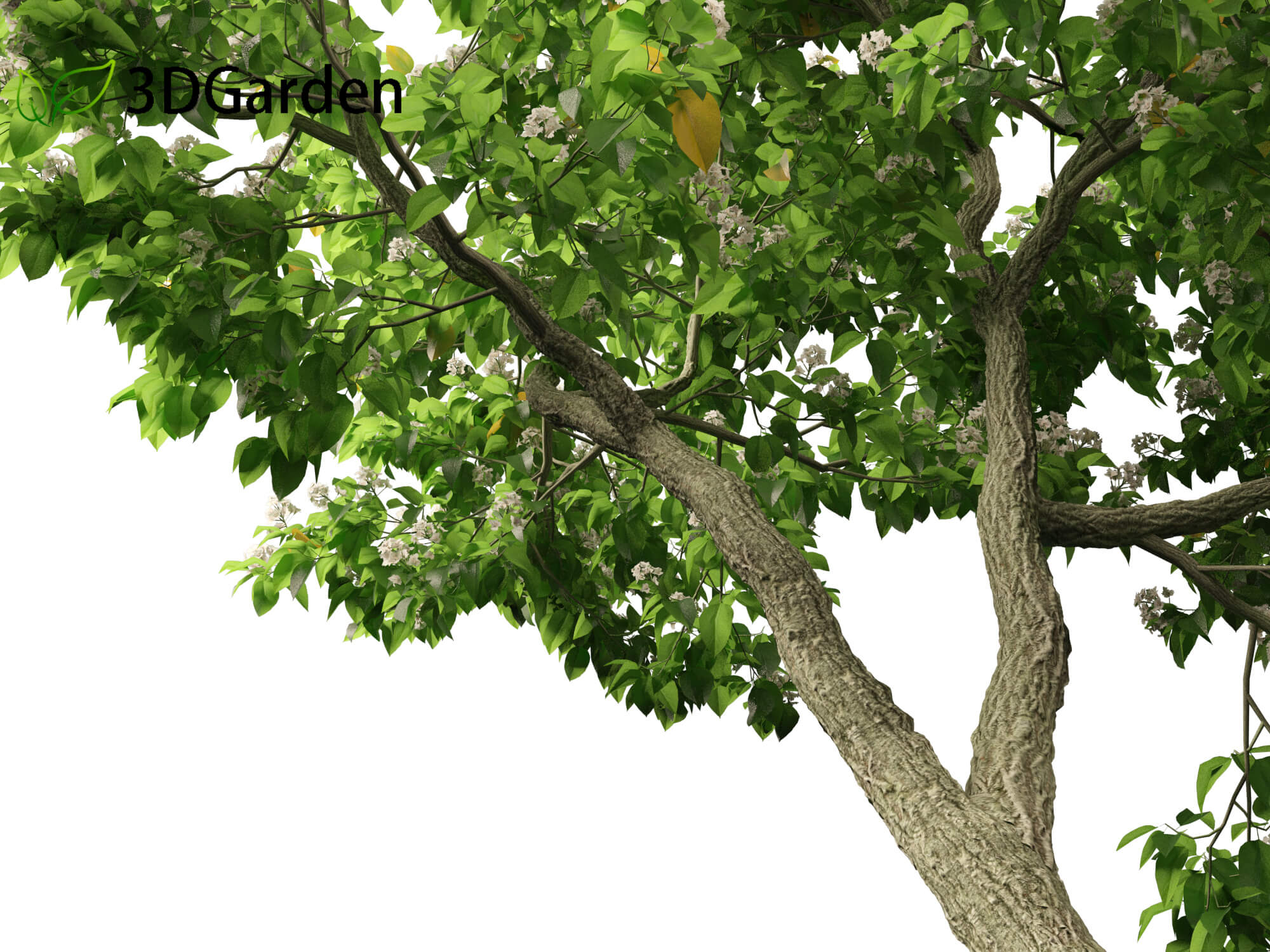 Catalpa Speciosa – Northern - 3D Model by 3dgardenplants