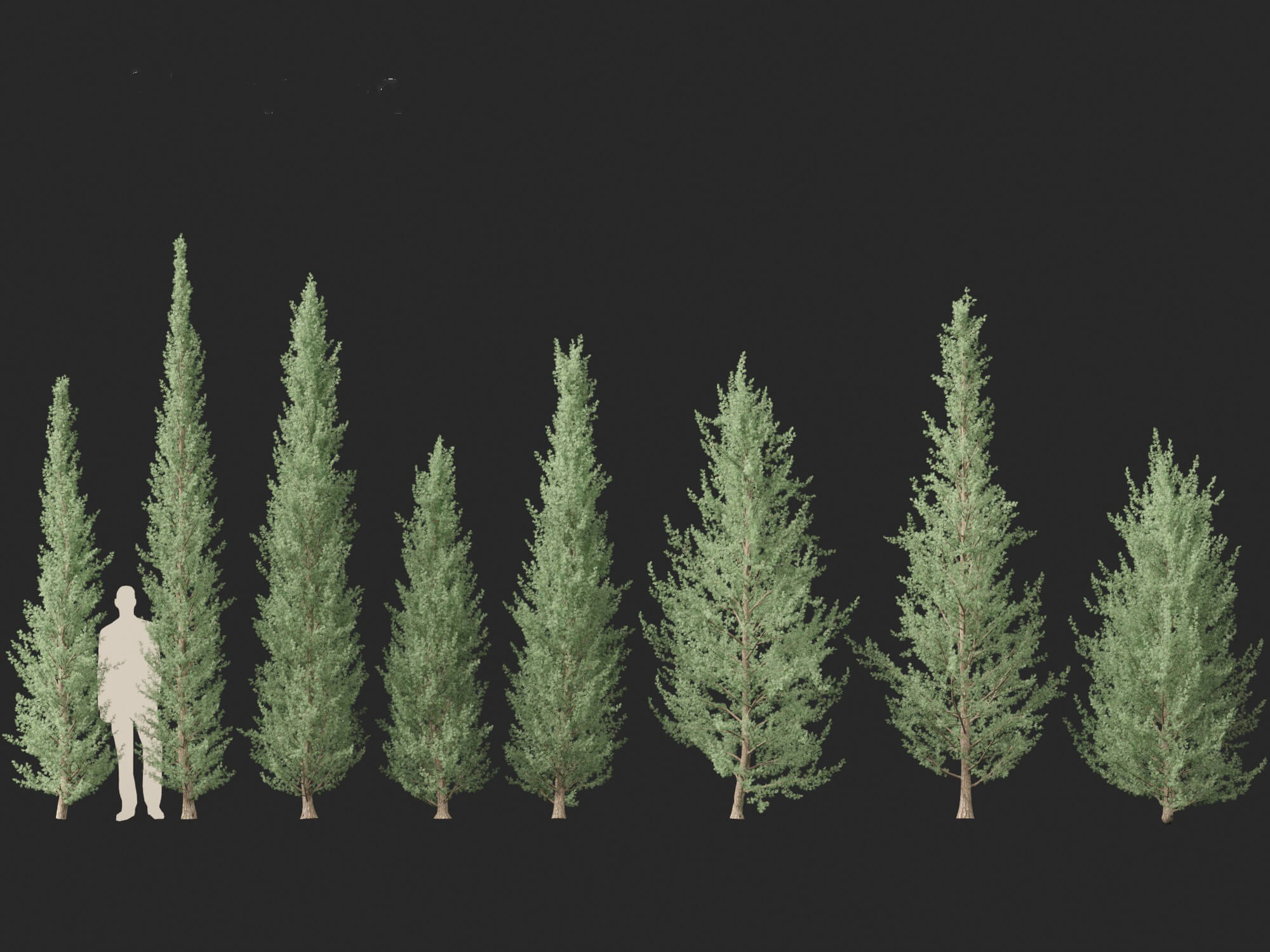 Cedrus Atlantica Glauca Fastigiata - Columnar Blue Atlas Cea 3D Model ...