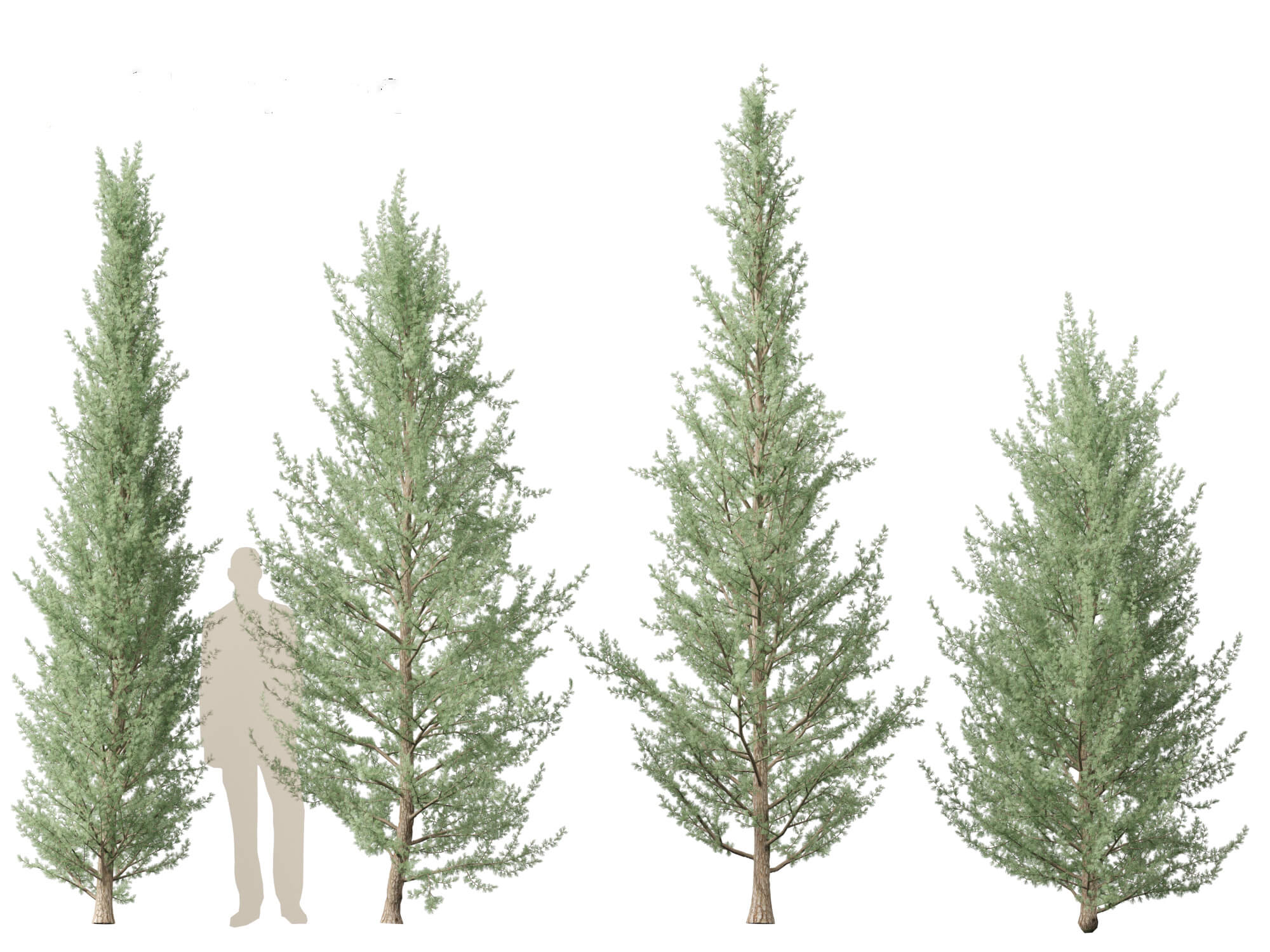 Cedrus Atlantica Glauca Fastigiata - Columnar Blue Atlas Cea 3D Model ...