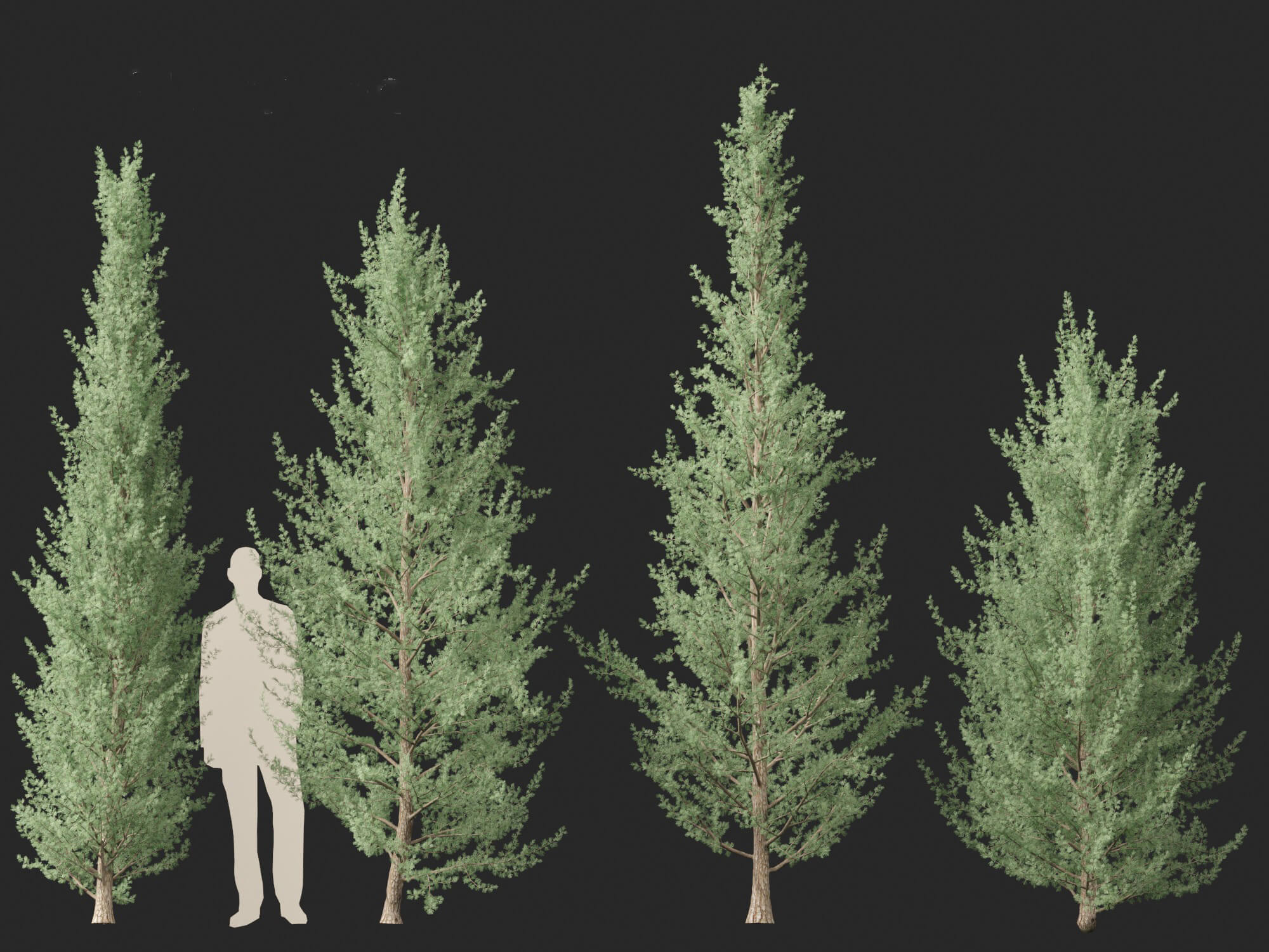 Cedrus Atlantica Glauca Fastigiata - Columnar Blue Atlas Cea 3D Model ...