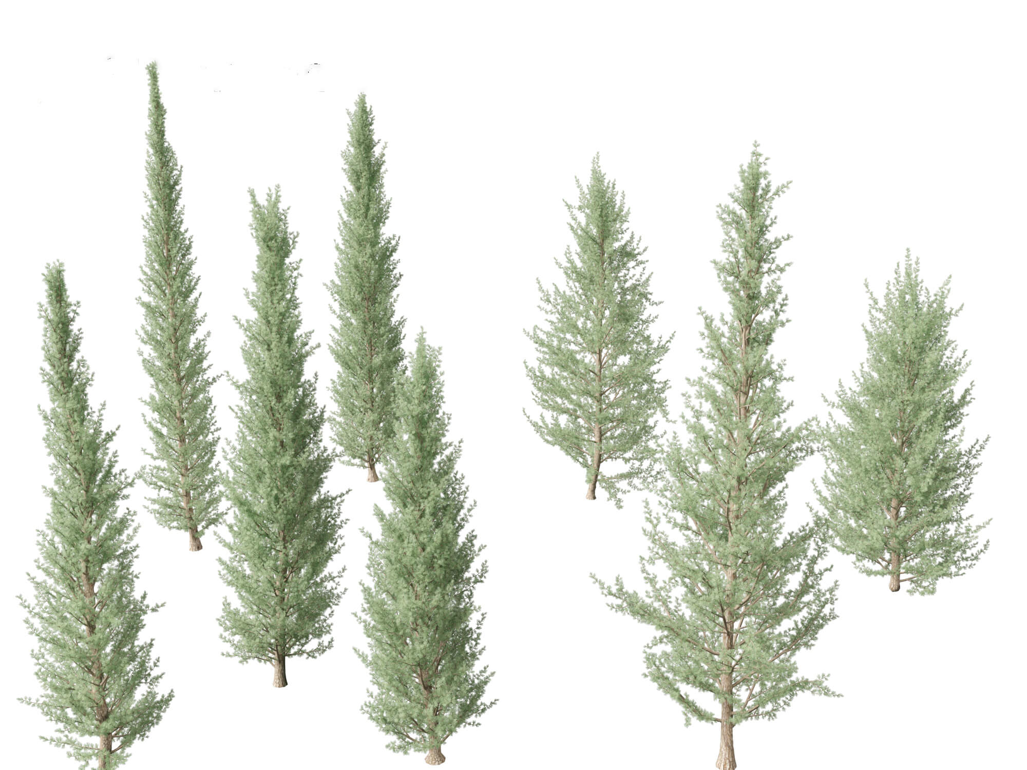 Cedrus Atlantica Glauca Fastigiata - Columnar Blue Atlas Cea 3D Model ...