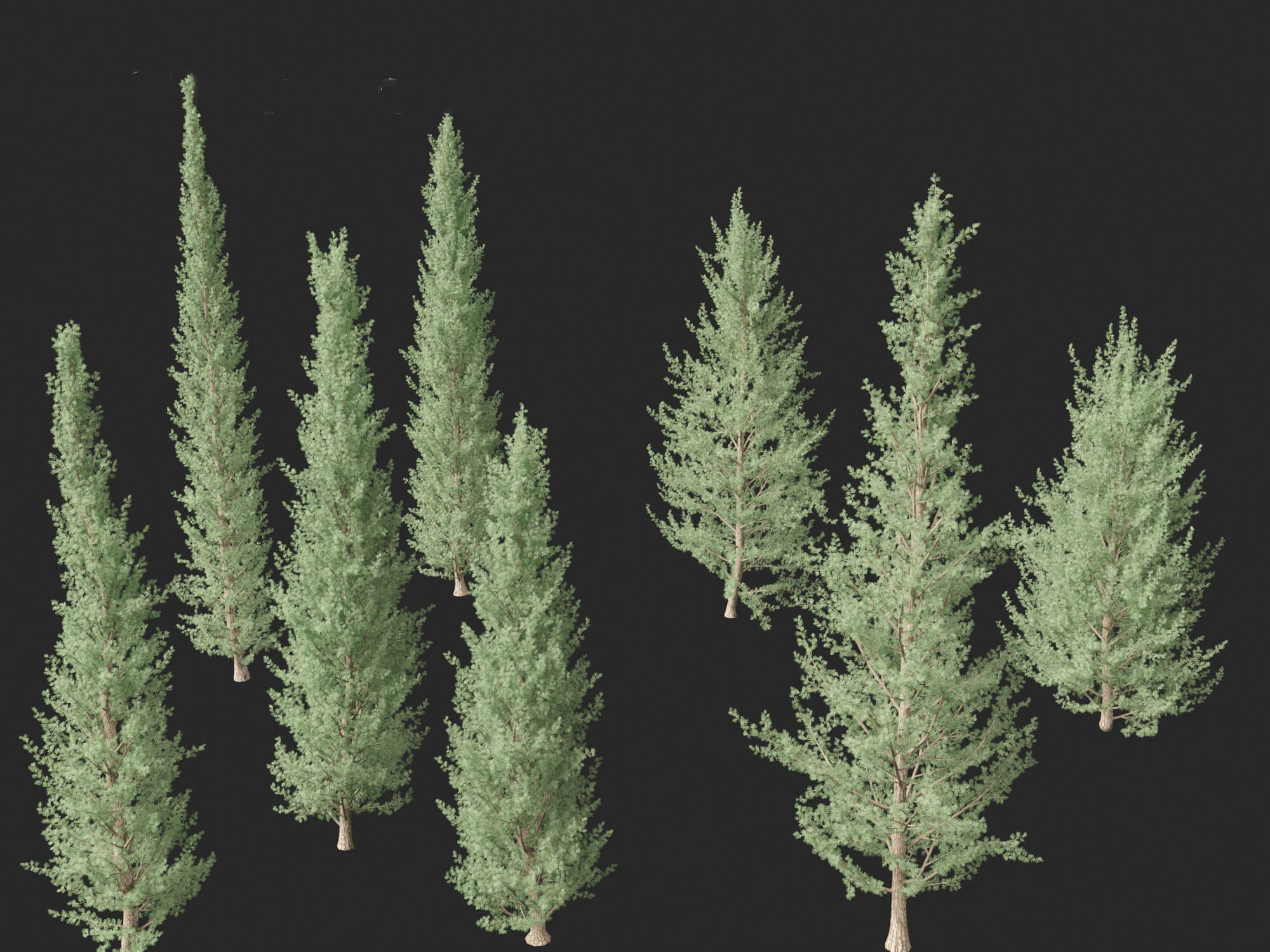 Cedrus Atlantica Glauca Fastigiata - Columnar Blue Atlas Cea 3D Model ...