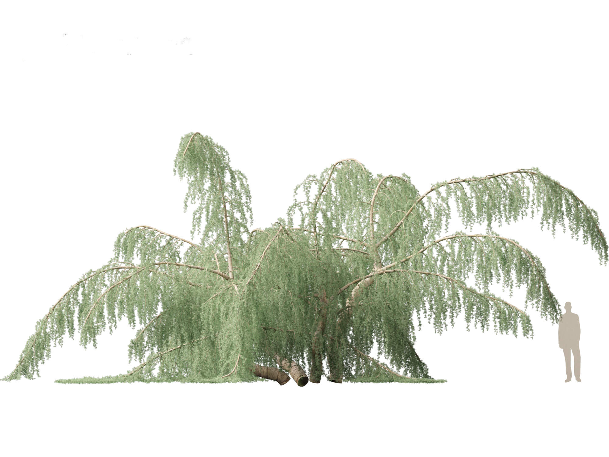 Cedrus Atlantica Glauca Pendula - Atlas Cedar 3D Model by 3dgardenplants