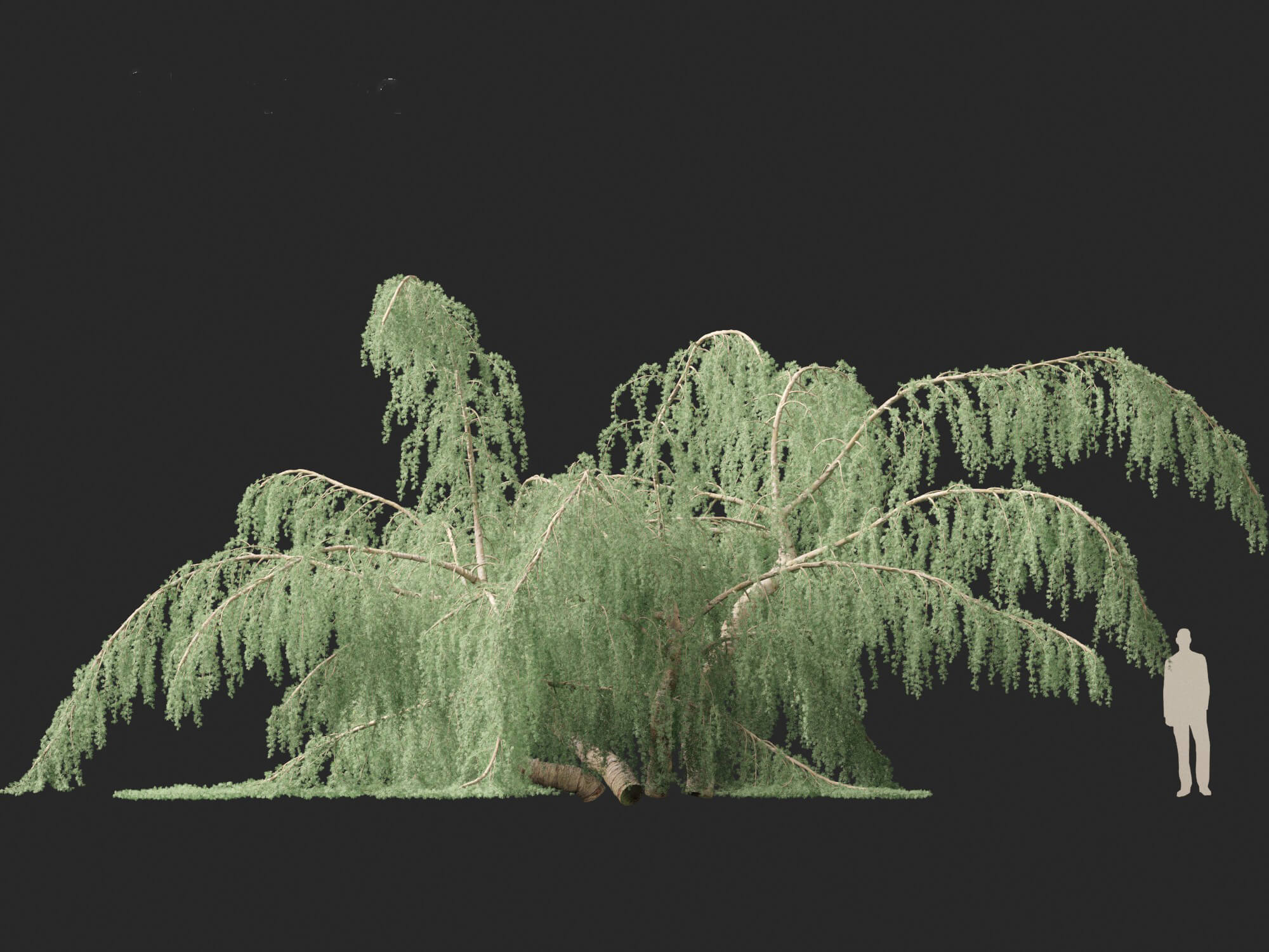 Cedrus Atlantica Glauca Pendula - Atlas Cedar 3D Model by 3dgardenplants