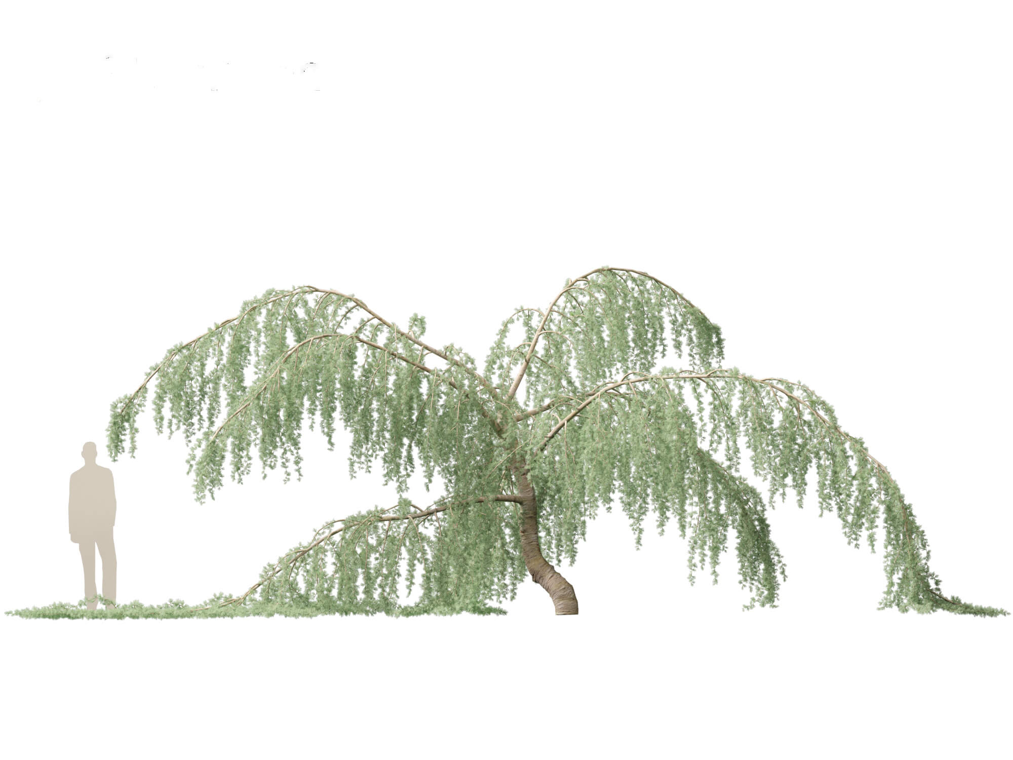 Cedrus Atlantica Glauca Pendula - Atlas Cedar 3D Model by 3dgardenplants