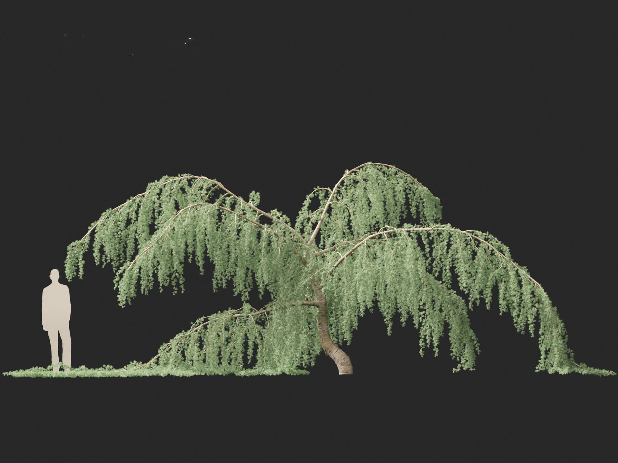 Cedrus Atlantica Glauca Pendula - Atlas Cedar 3D Model by 3dgardenplants