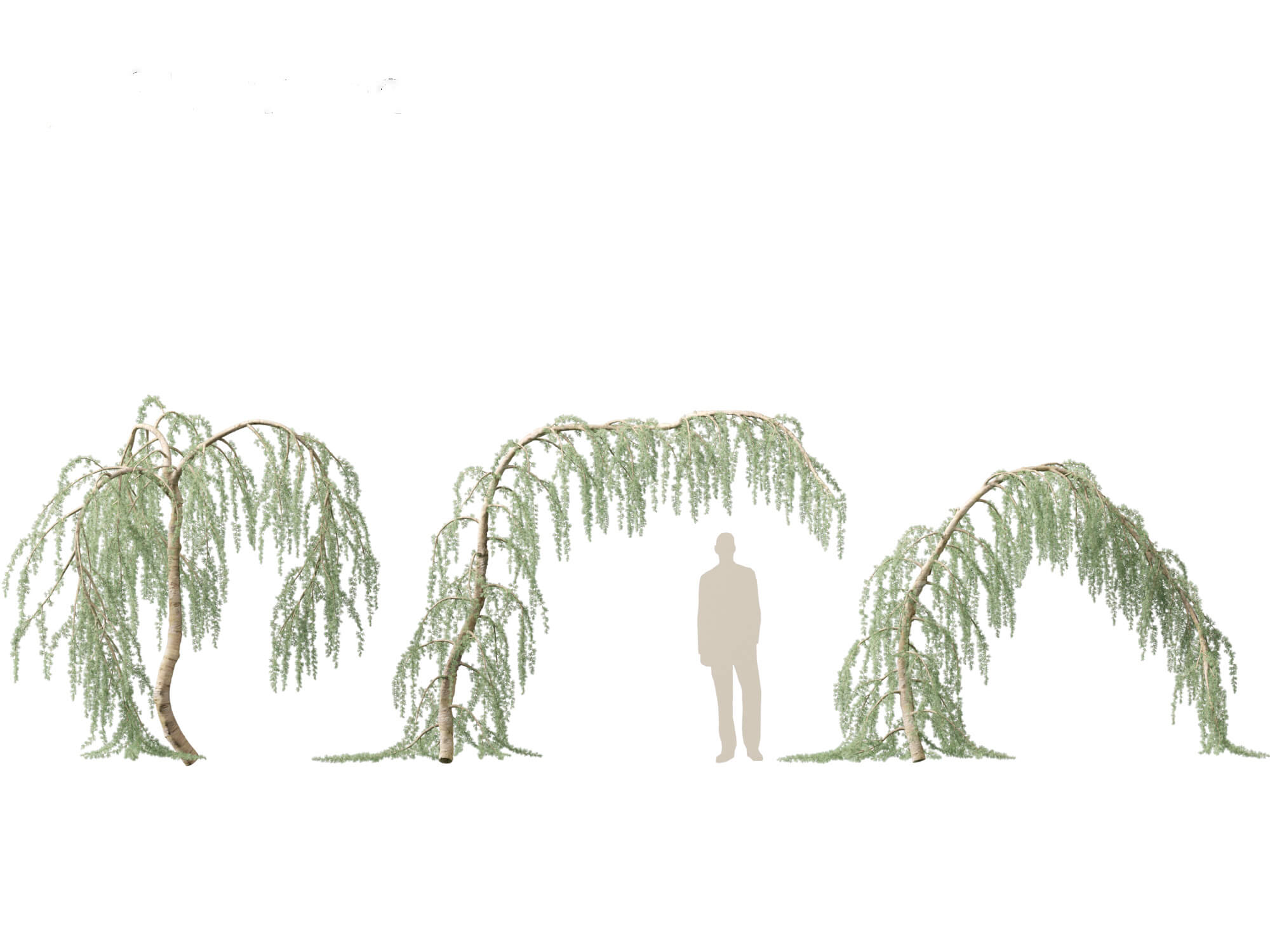 Cedrus Atlantica Glauca Pendula - Atlas Cedar 3D Model by 3dgardenplants