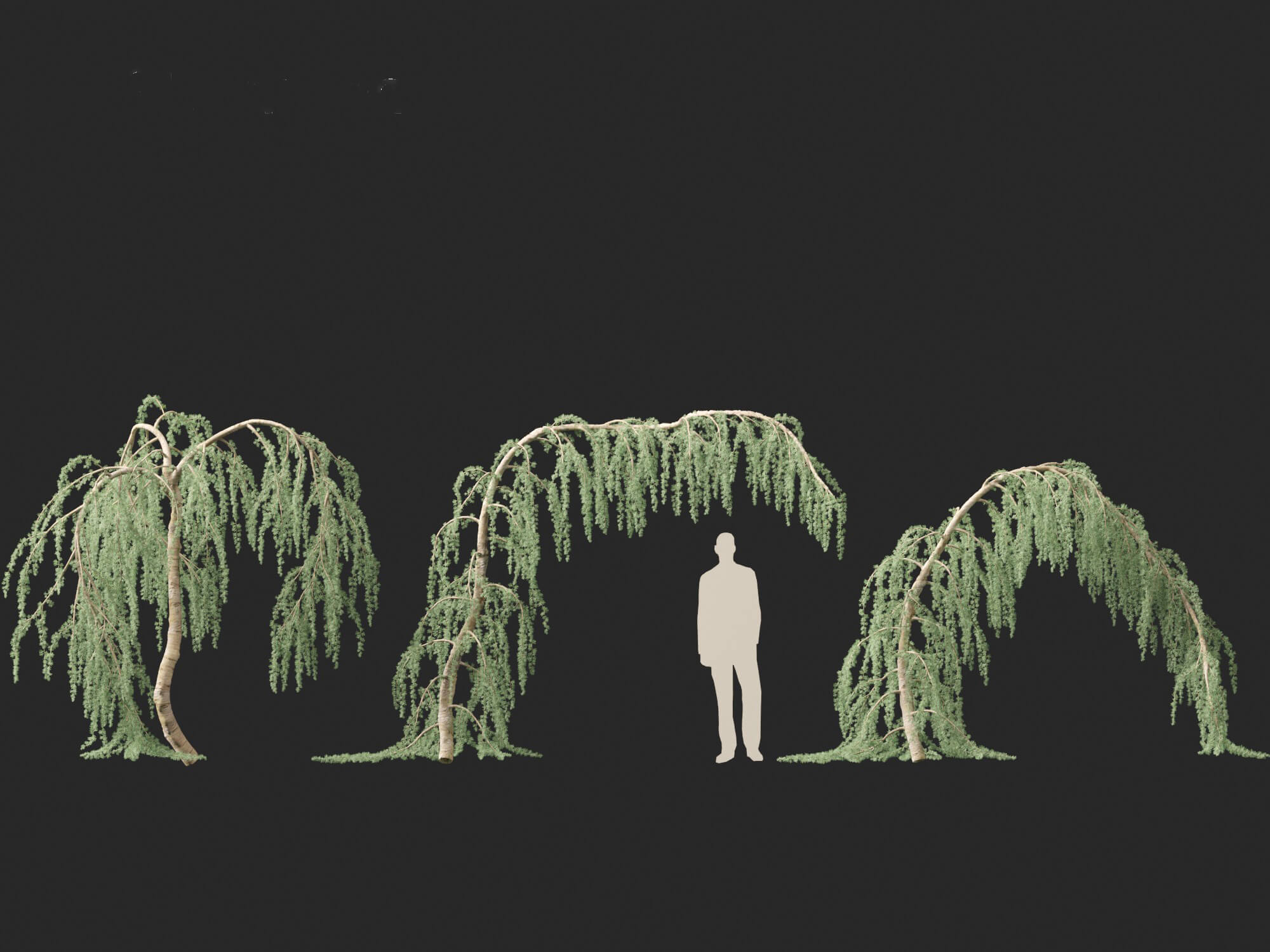 Cedrus Atlantica Glauca Pendula - Atlas Cedar 3D Model by 3dgardenplants