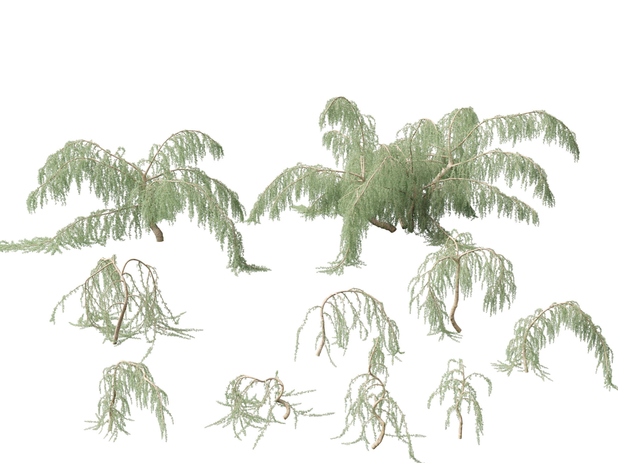 Cedrus Atlantica Glauca Pendula - Atlas Cedar 3D Model by 3dgardenplants