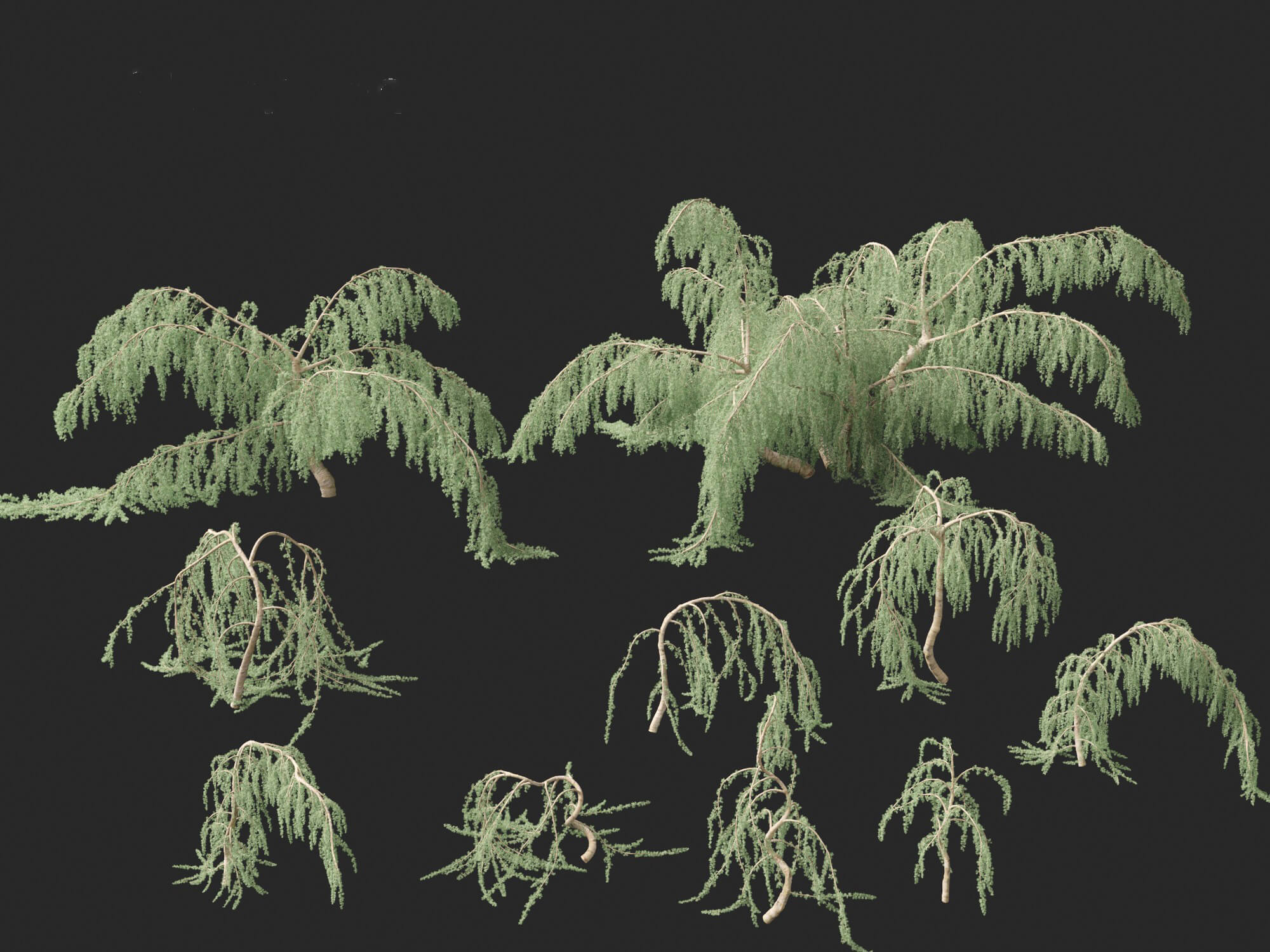 Cedrus Atlantica Glauca Pendula - Atlas Cedar 3D Model by 3dgardenplants