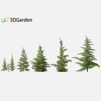 Cedrus Deodara - Deodar Cedar 01 3D Model by 3dgardenplants