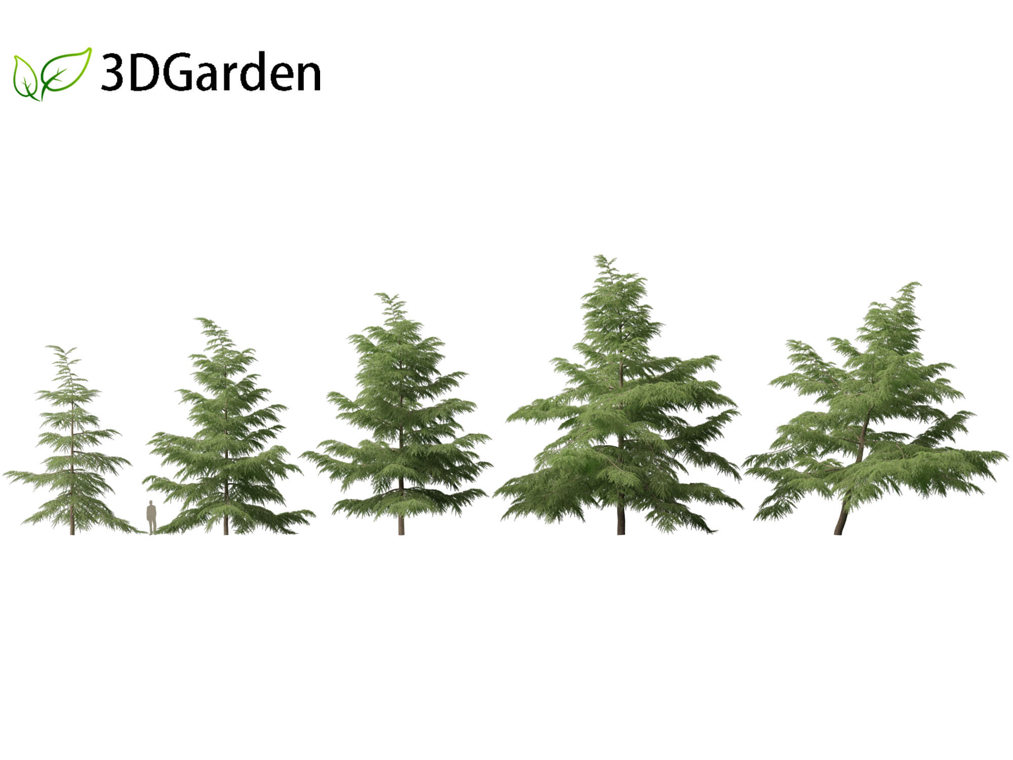 Cedrus Deodara - Deodar Cedar 02 3D Model by 3dgardenplants