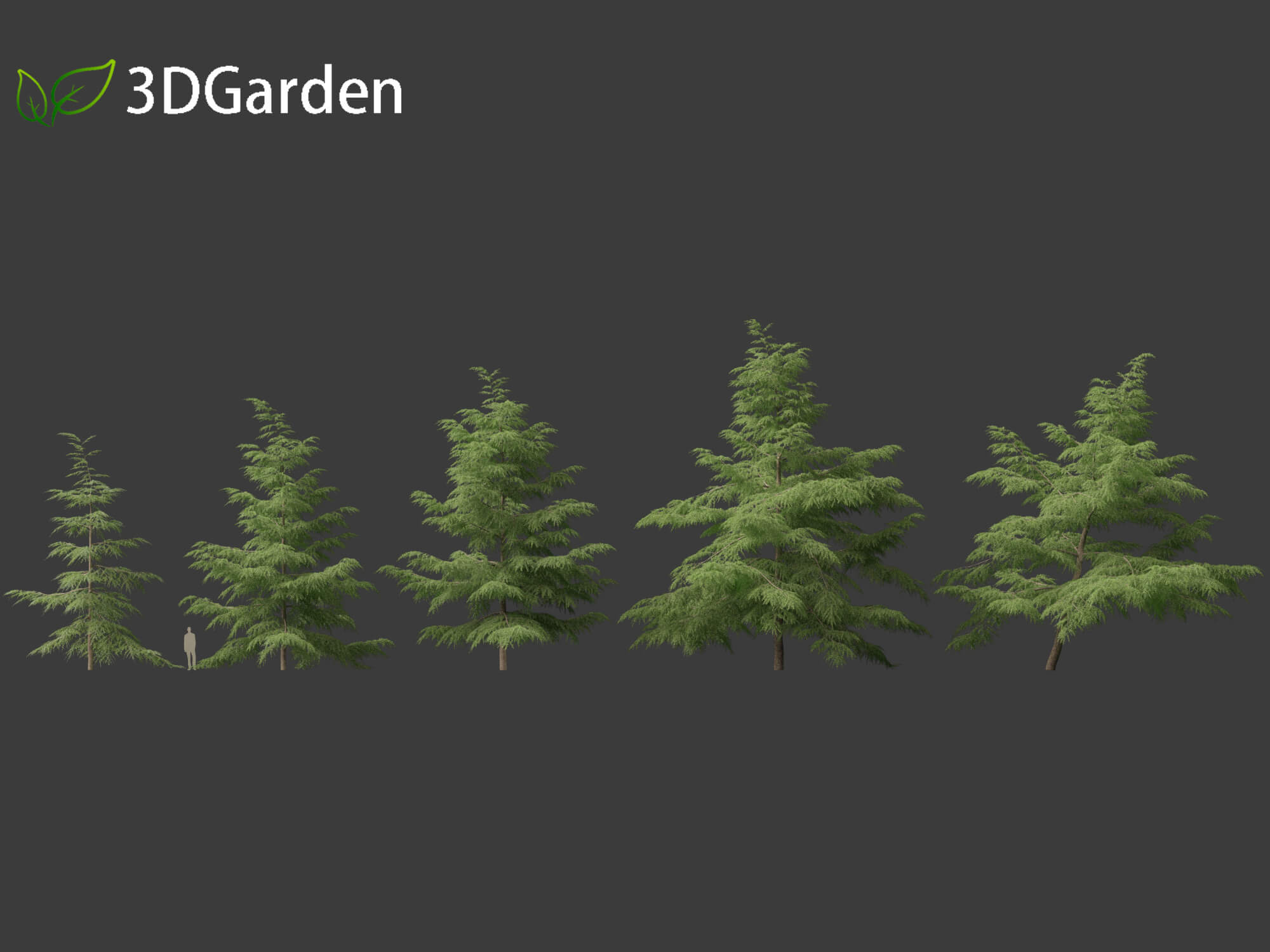 Cedrus Deodara - Deodar Cedar 02 3D Model by 3dgardenplants