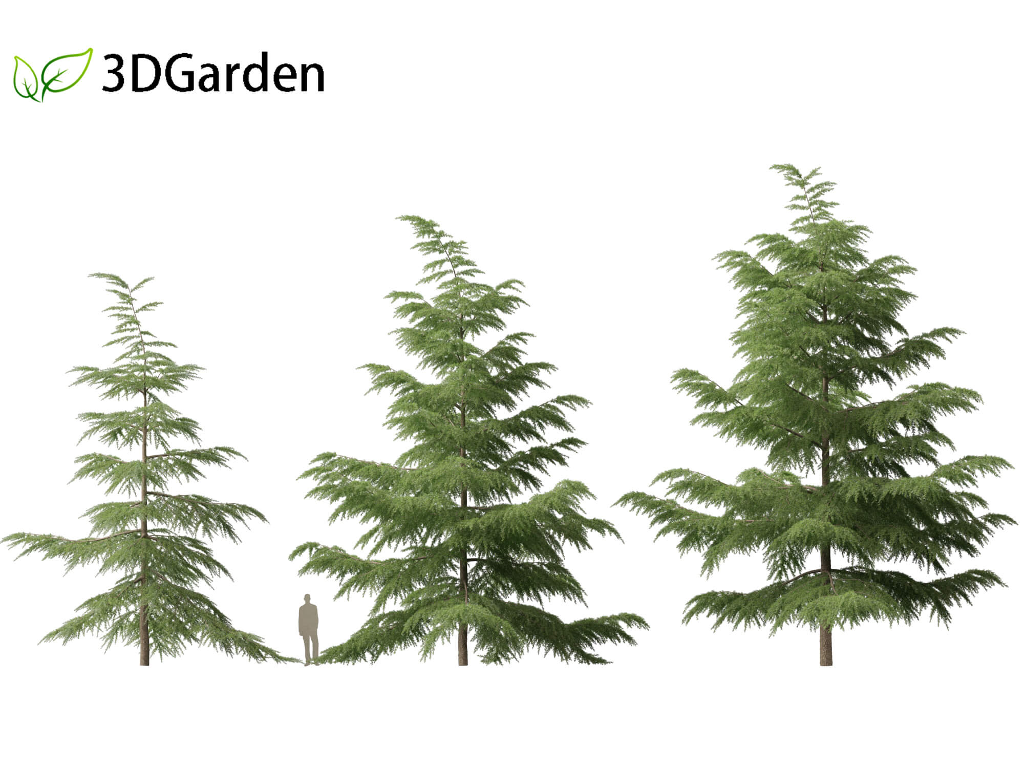 Cedrus Deodara - Deodar Cedar 02 3D Model by 3dgardenplants