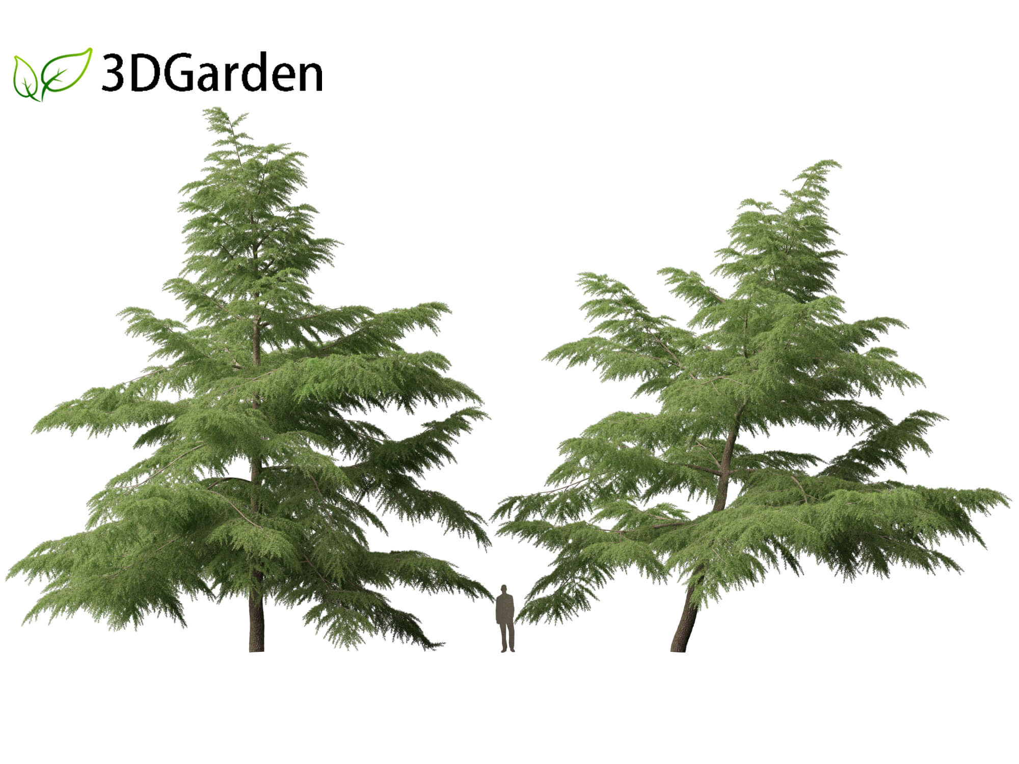 Cedrus Deodara - Deodar Cedar 02 3D Model by 3dgardenplants