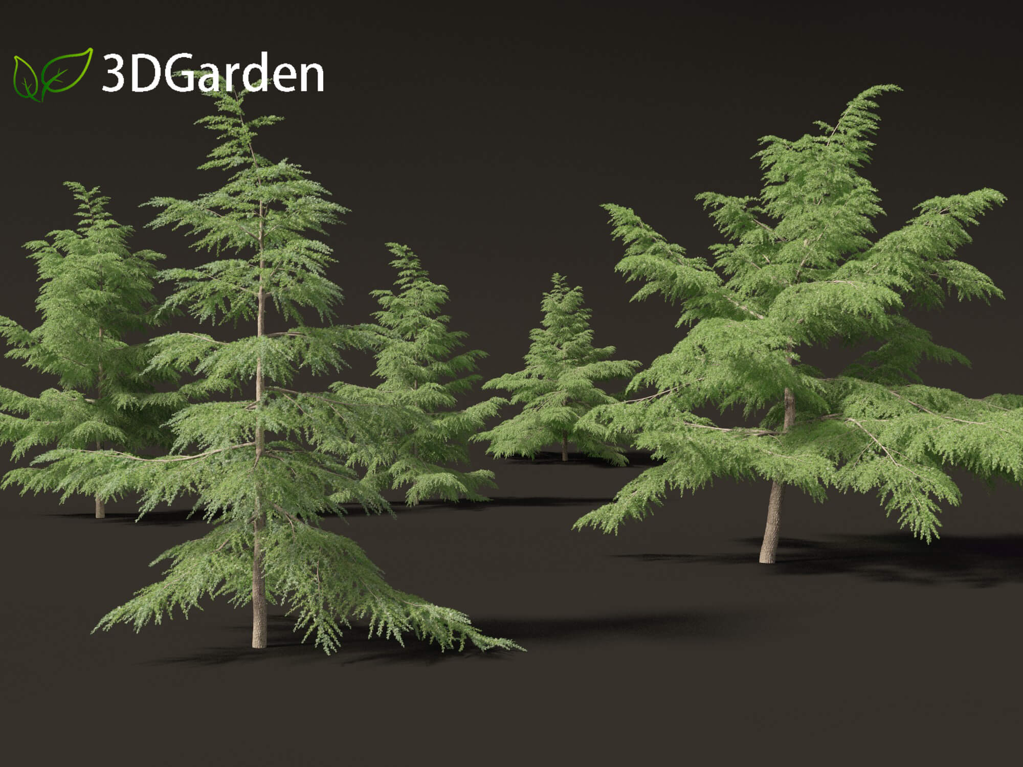 Cedrus Deodara - Deodar Cedar 02 3D Model by 3dgardenplants