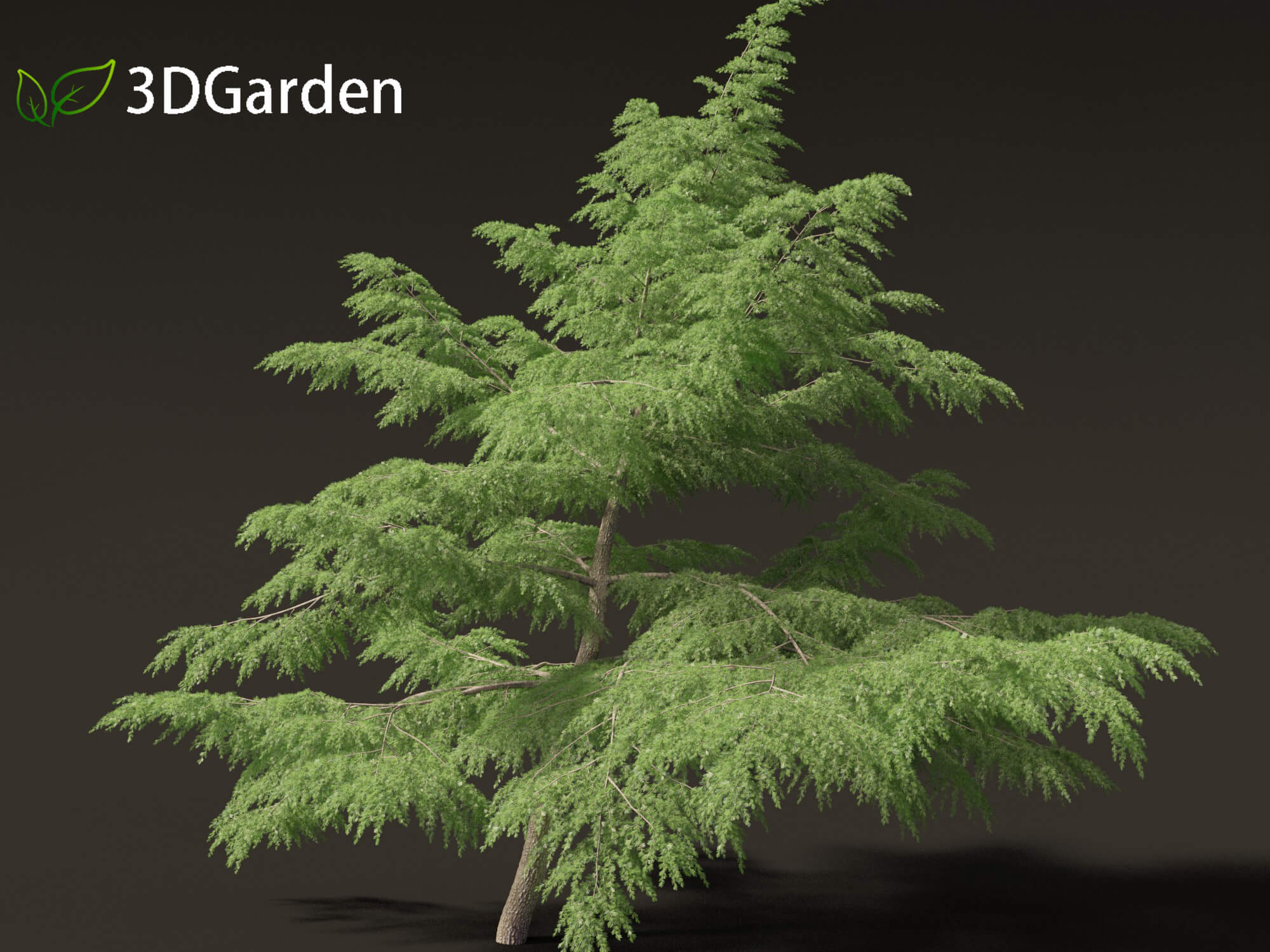 Cedrus Deodara - Deodar Cedar 02 3D Model by 3dgardenplants