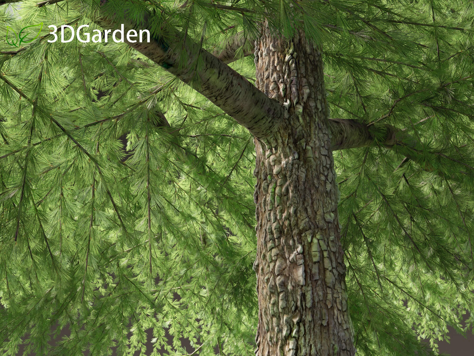 Cedrus Deodara - Deodar Cedar 02 3D Model by 3dgardenplants