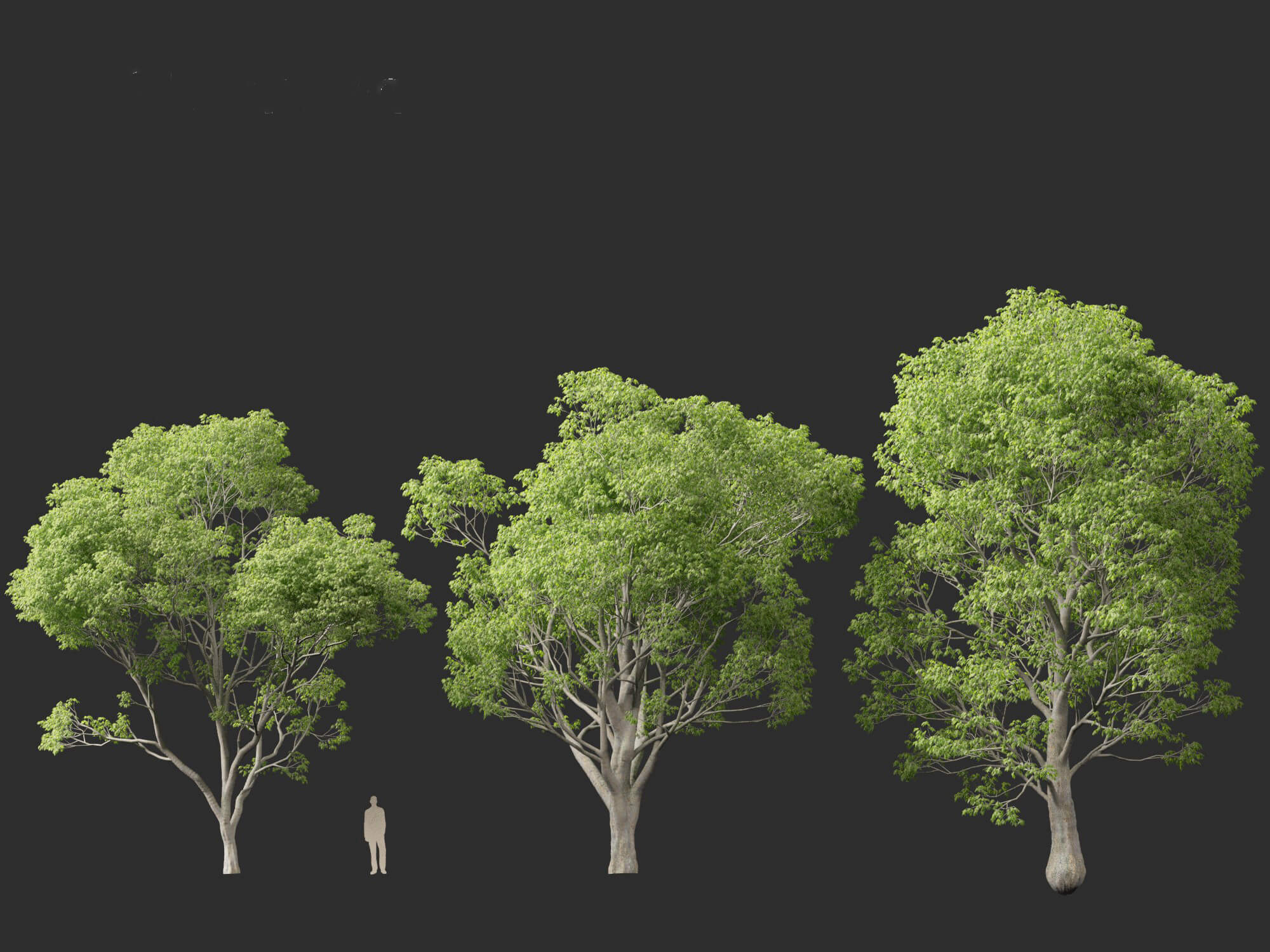 Celtis Australis - European Nettle Tree 3D Model by 3dgardenplants