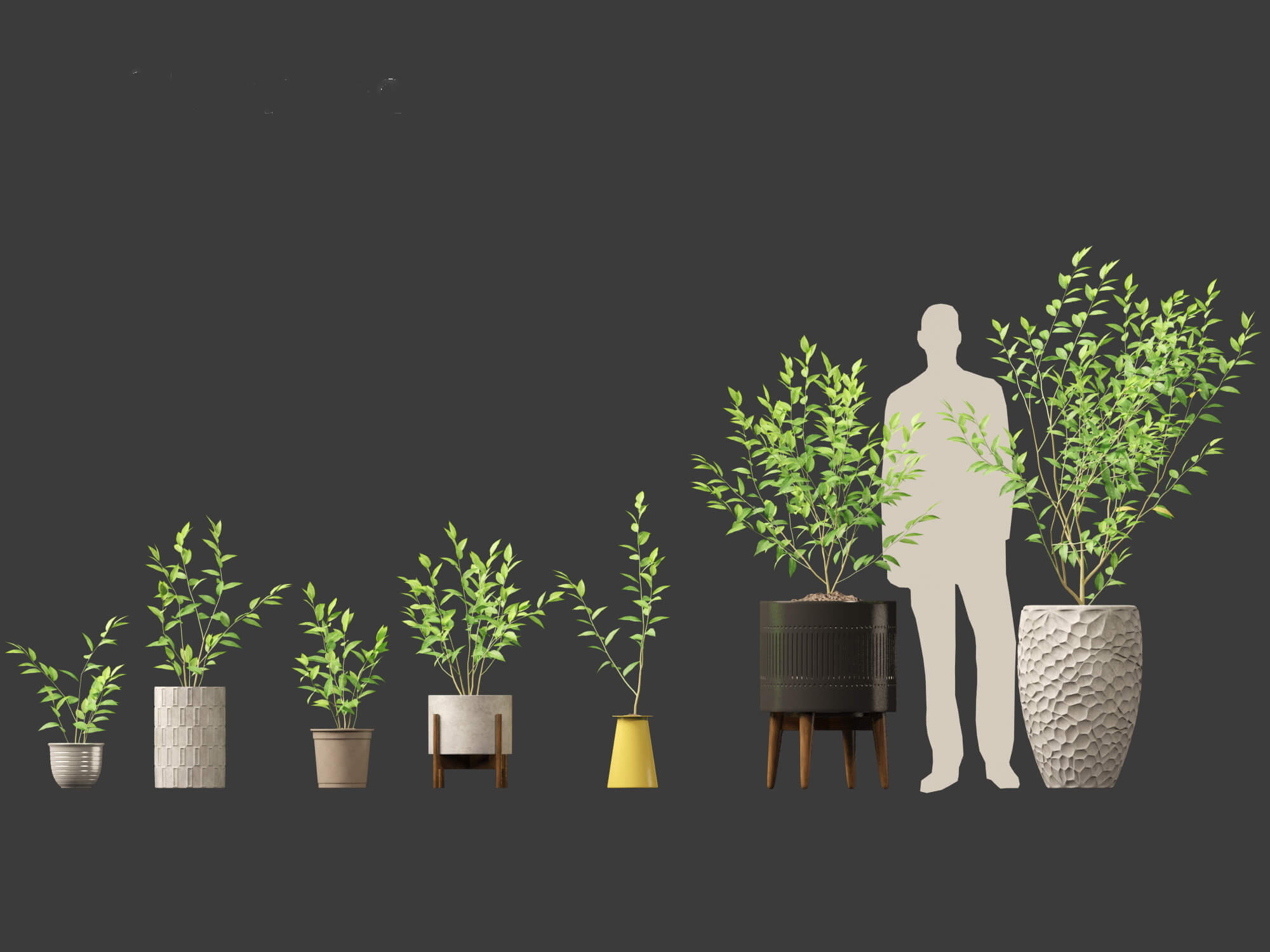 Cestrum Nocturnum - Lady of The Night 3D Model by 3dgardenplants