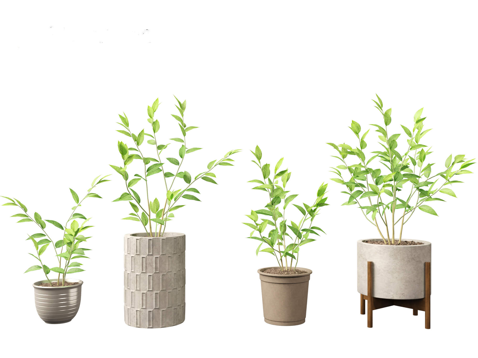 Cestrum Nocturnum - Lady of The Night 3D Model by 3dgardenplants