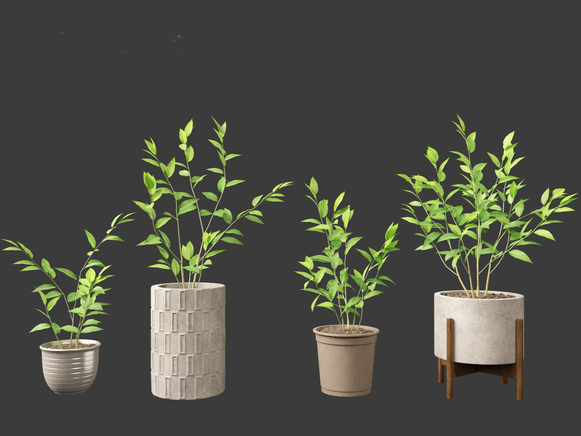 Cestrum Nocturnum - Lady of The Night 3D Model by 3dgardenplants