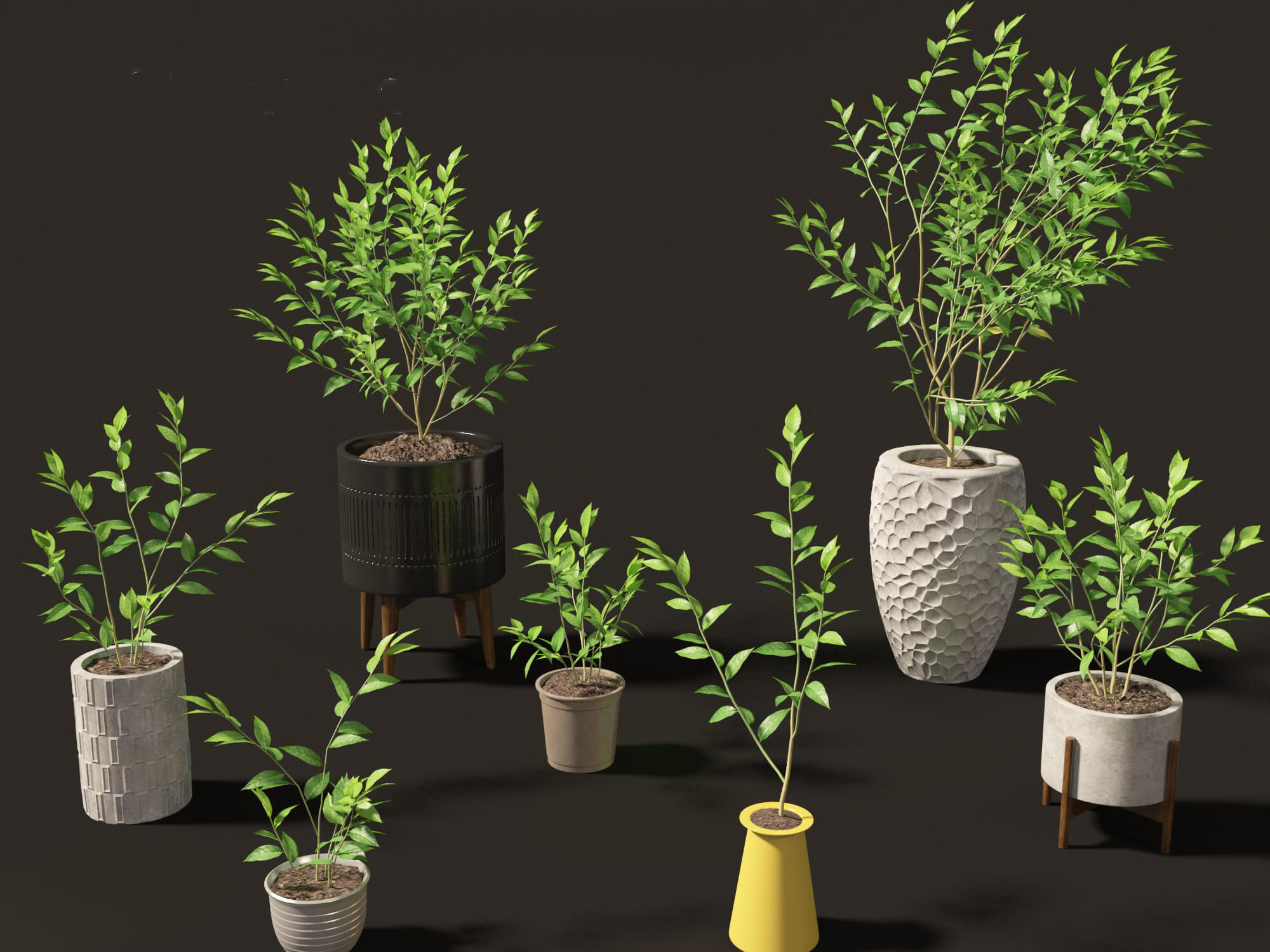Cestrum Nocturnum - Lady of The Night 3D Model by 3dgardenplants