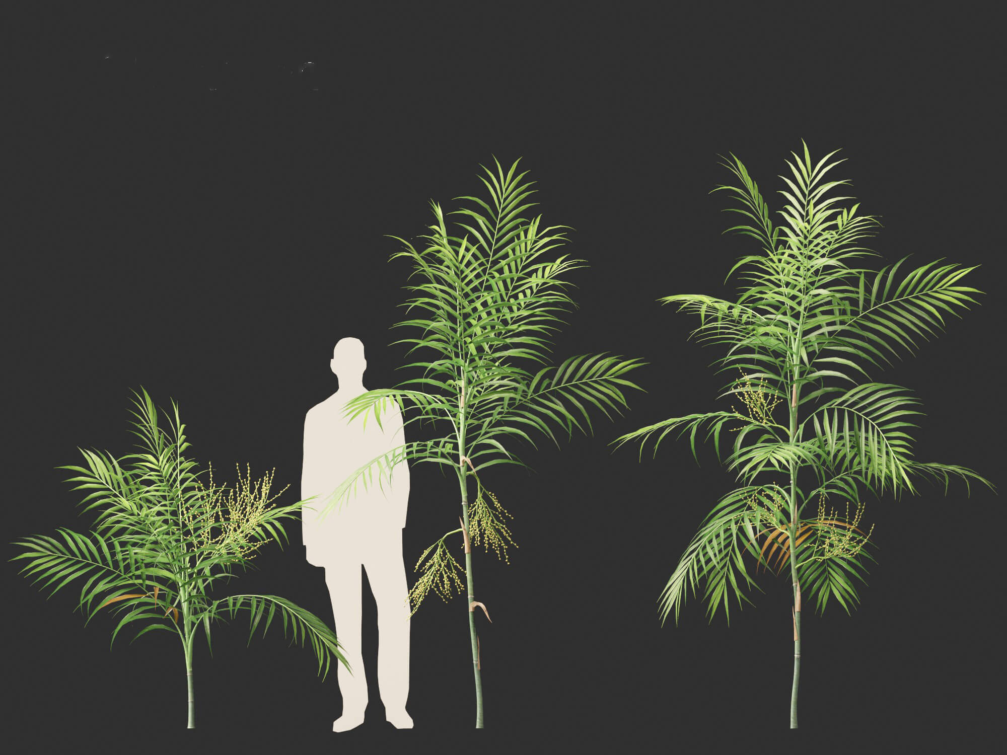 Chamaedorea Elegans - Parlor Palm 3D Model by 3dgardenplants