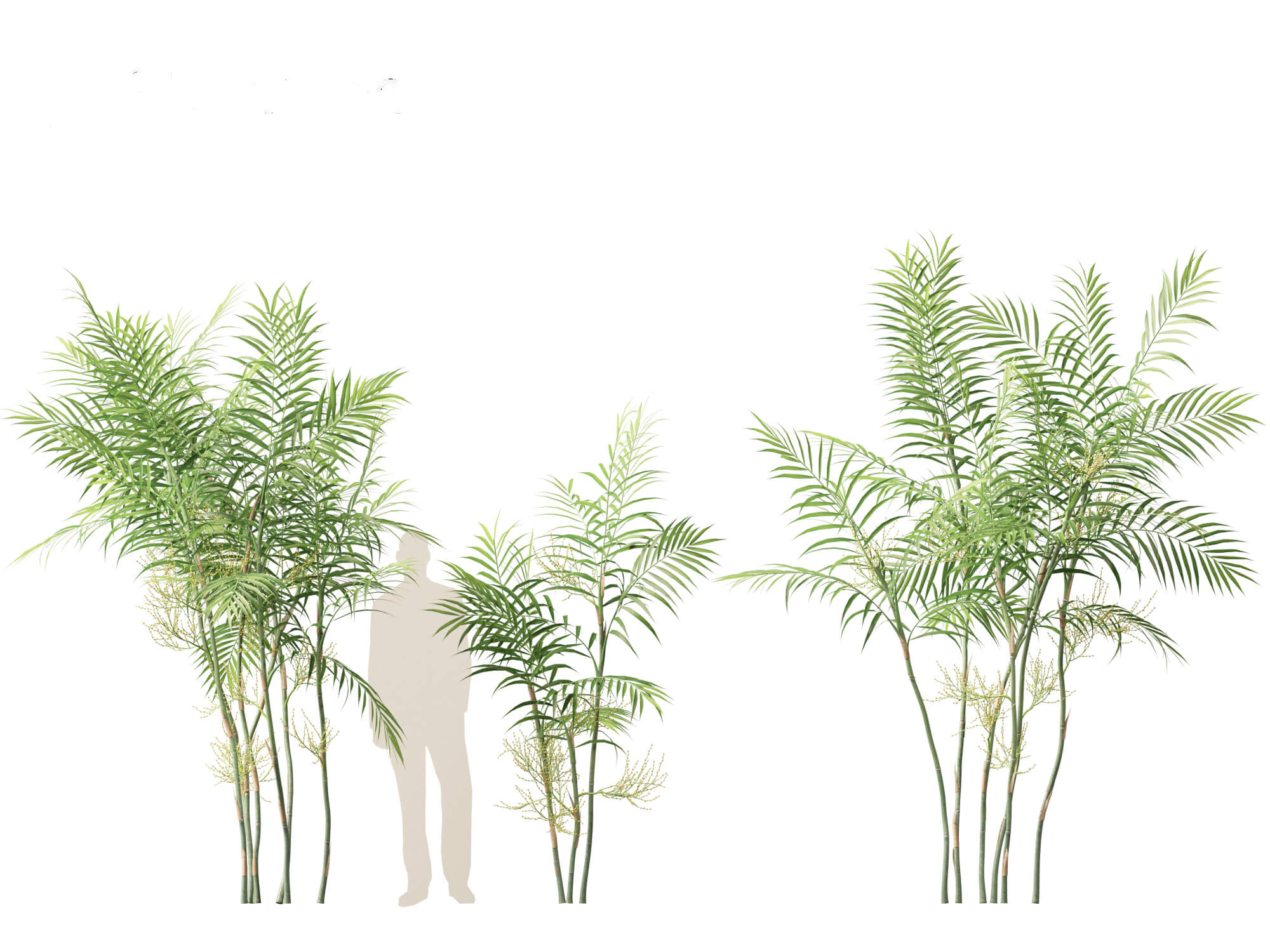 Chamaedorea Elegans - Parlor Palm 3D Model by 3dgardenplants