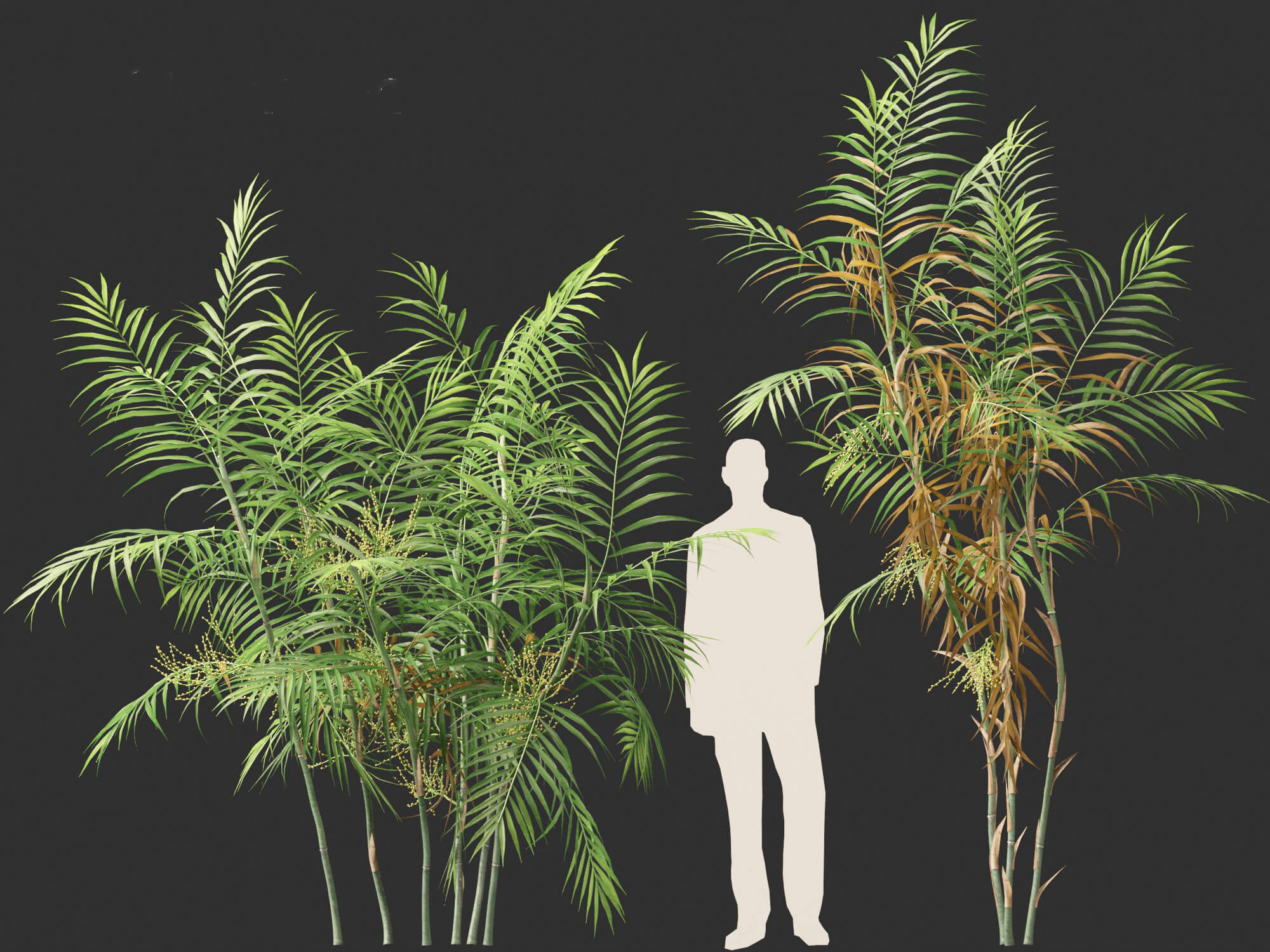 Chamaedorea Elegans - Parlor Palm 3D Model by 3dgardenplants