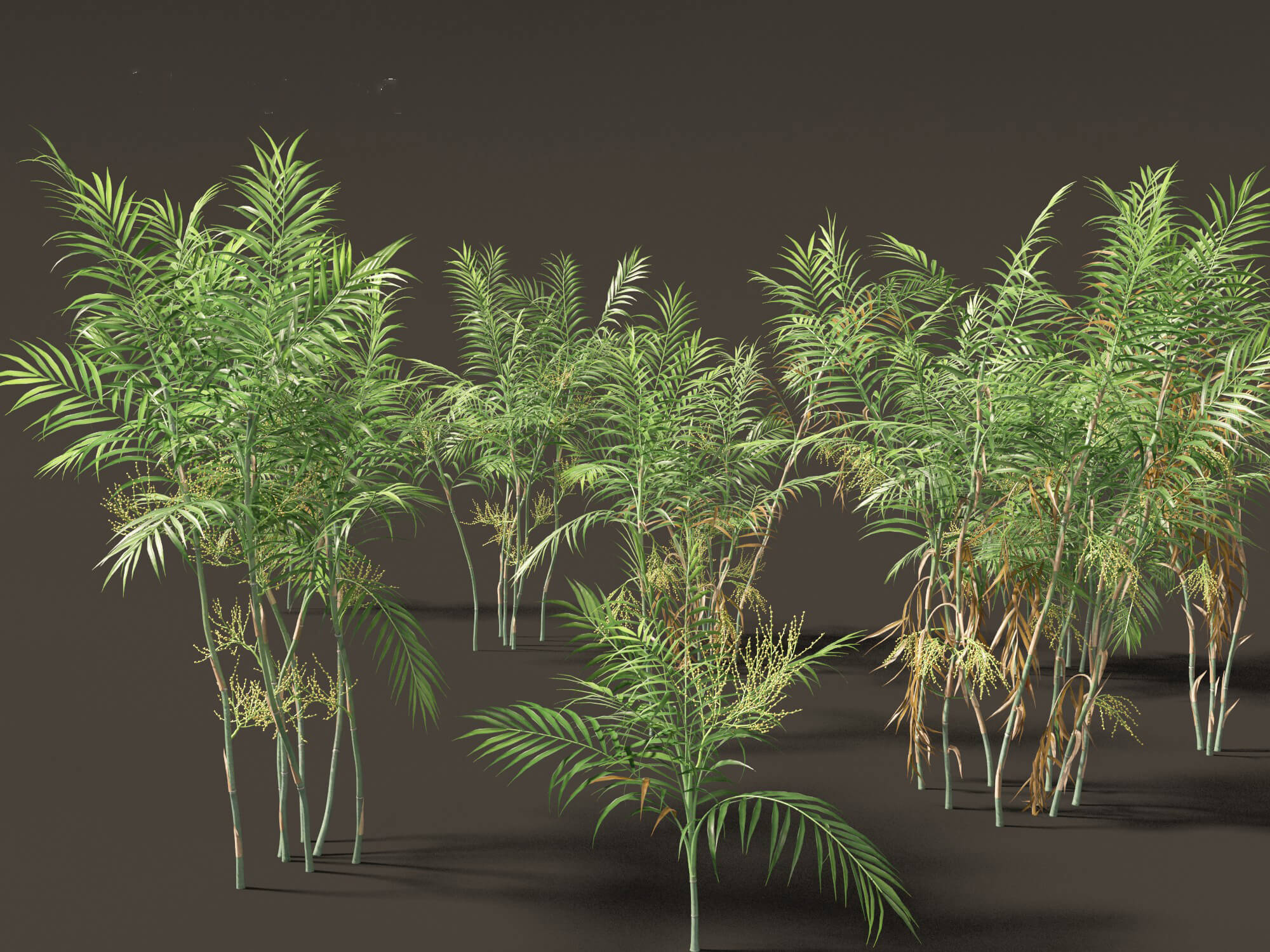 Chamaedorea Elegans - Parlor Palm 3D Model by 3dgardenplants