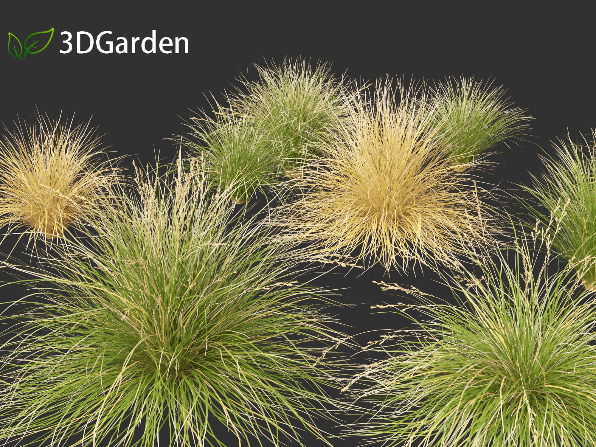 Chionochloa Rubra - Red Tussock Grass 01 3D Model by 3dgardenplants