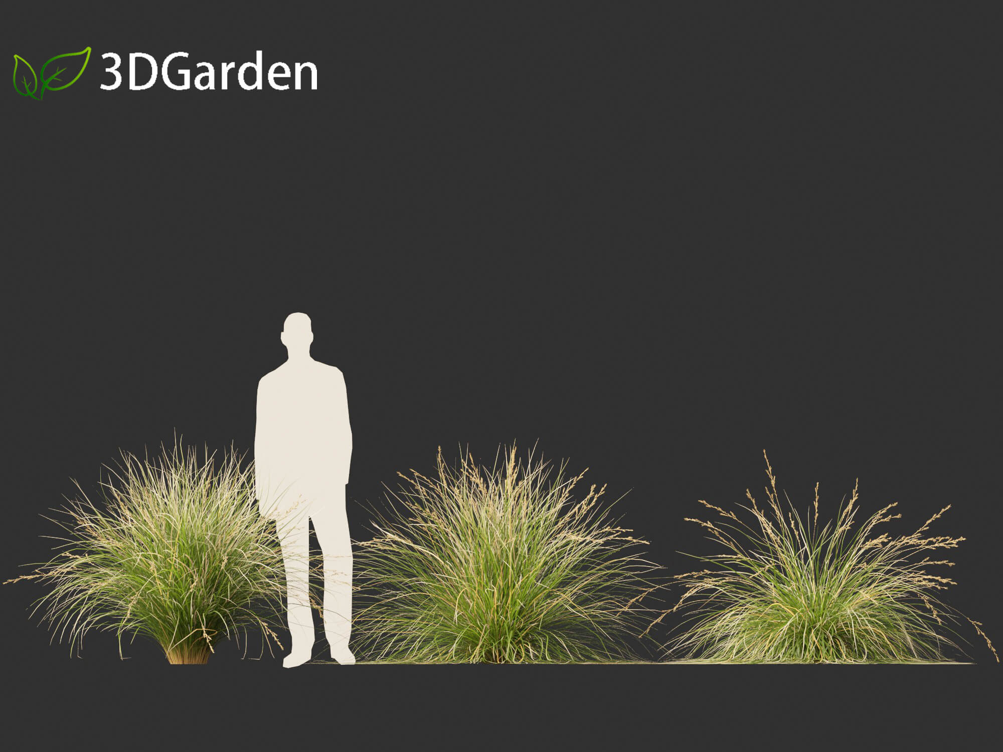 Chionochloa Rubra - Red Tussock Grass 01 3D Model by 3dgardenplants