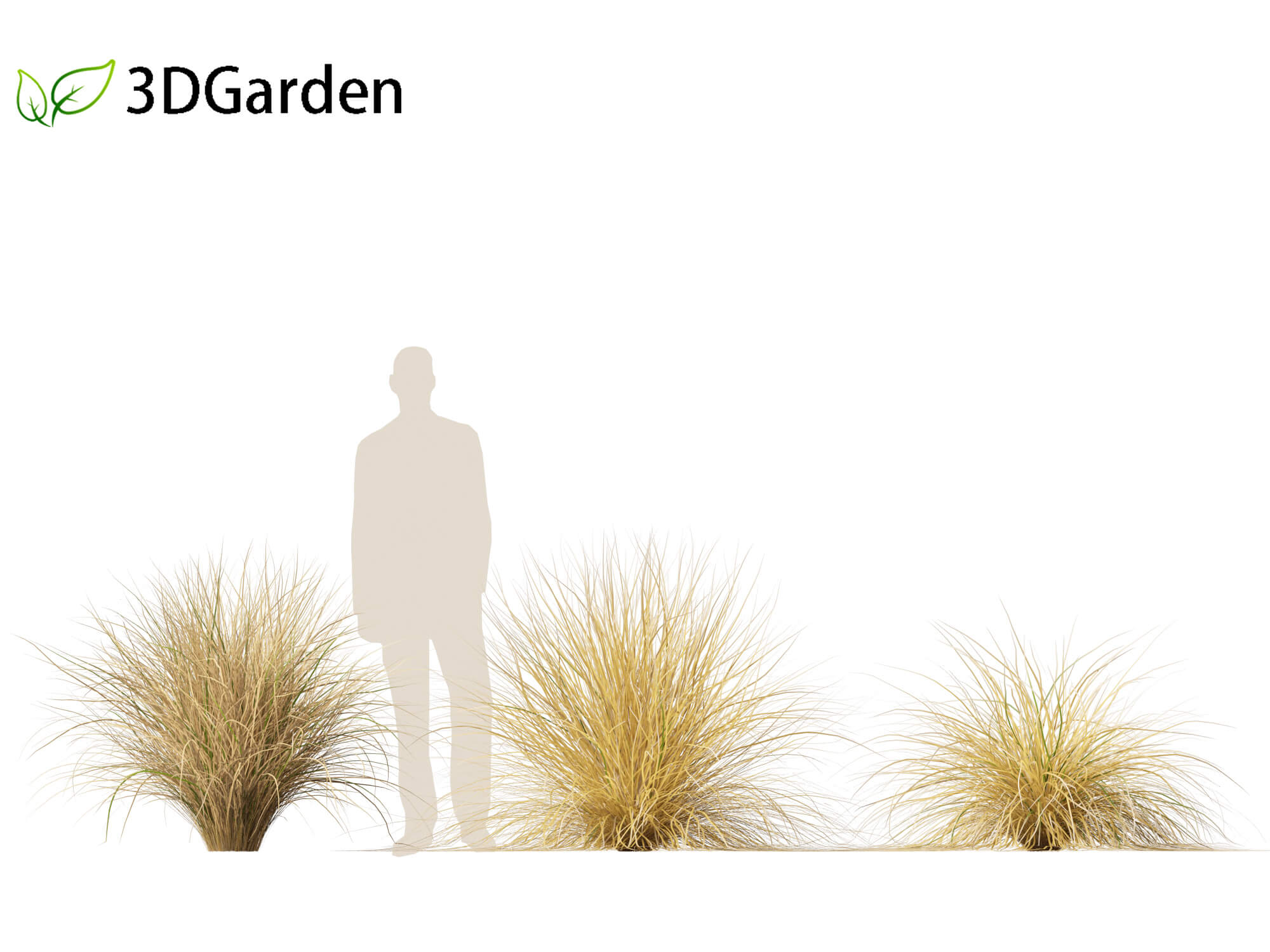 Chionochloa Rubra - Red Tussock Grass 01 3D Model by 3dgardenplants