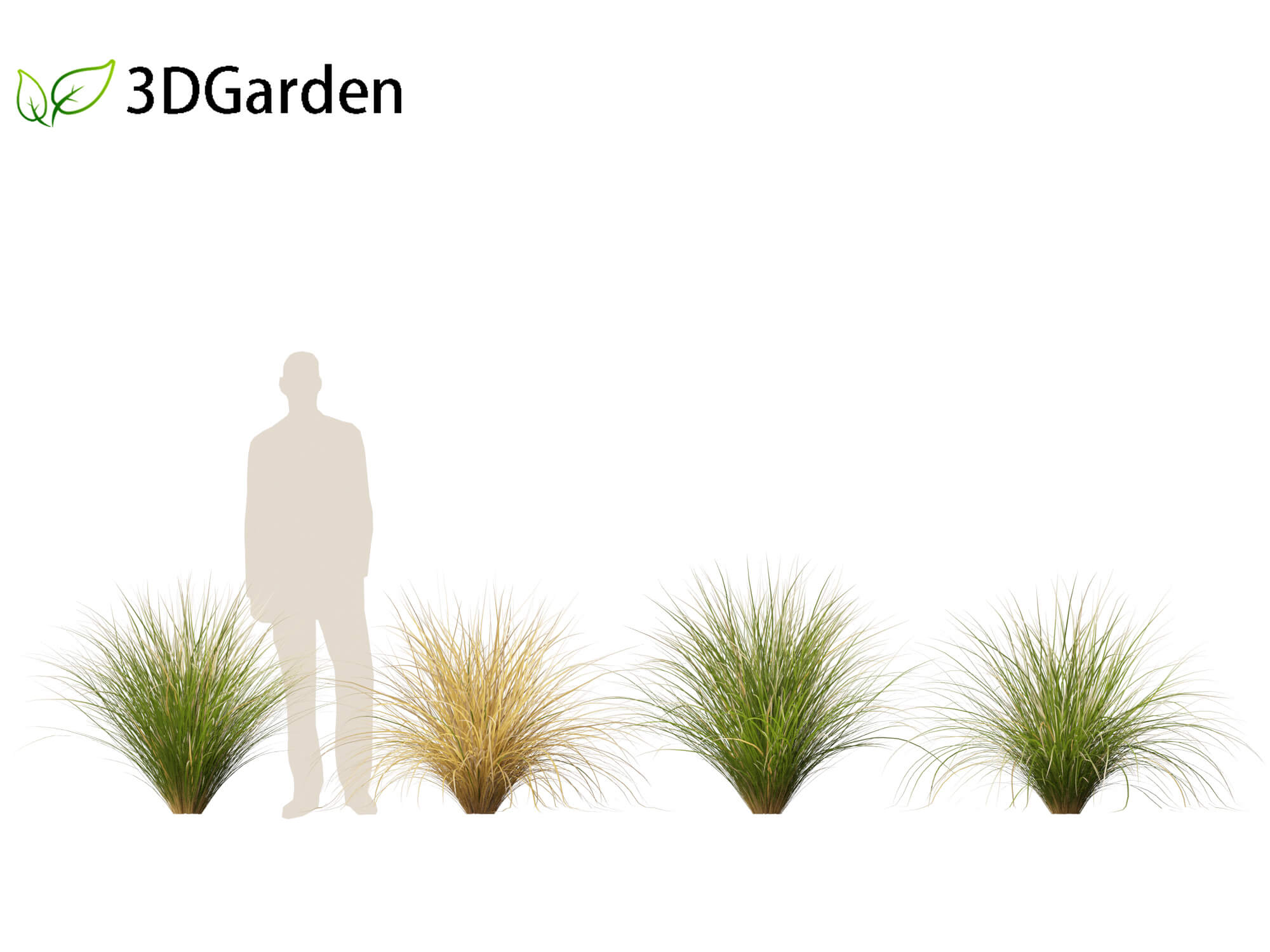 Chionochloa Rubra - Red Tussock Grass 01 3D Model by 3dgardenplants