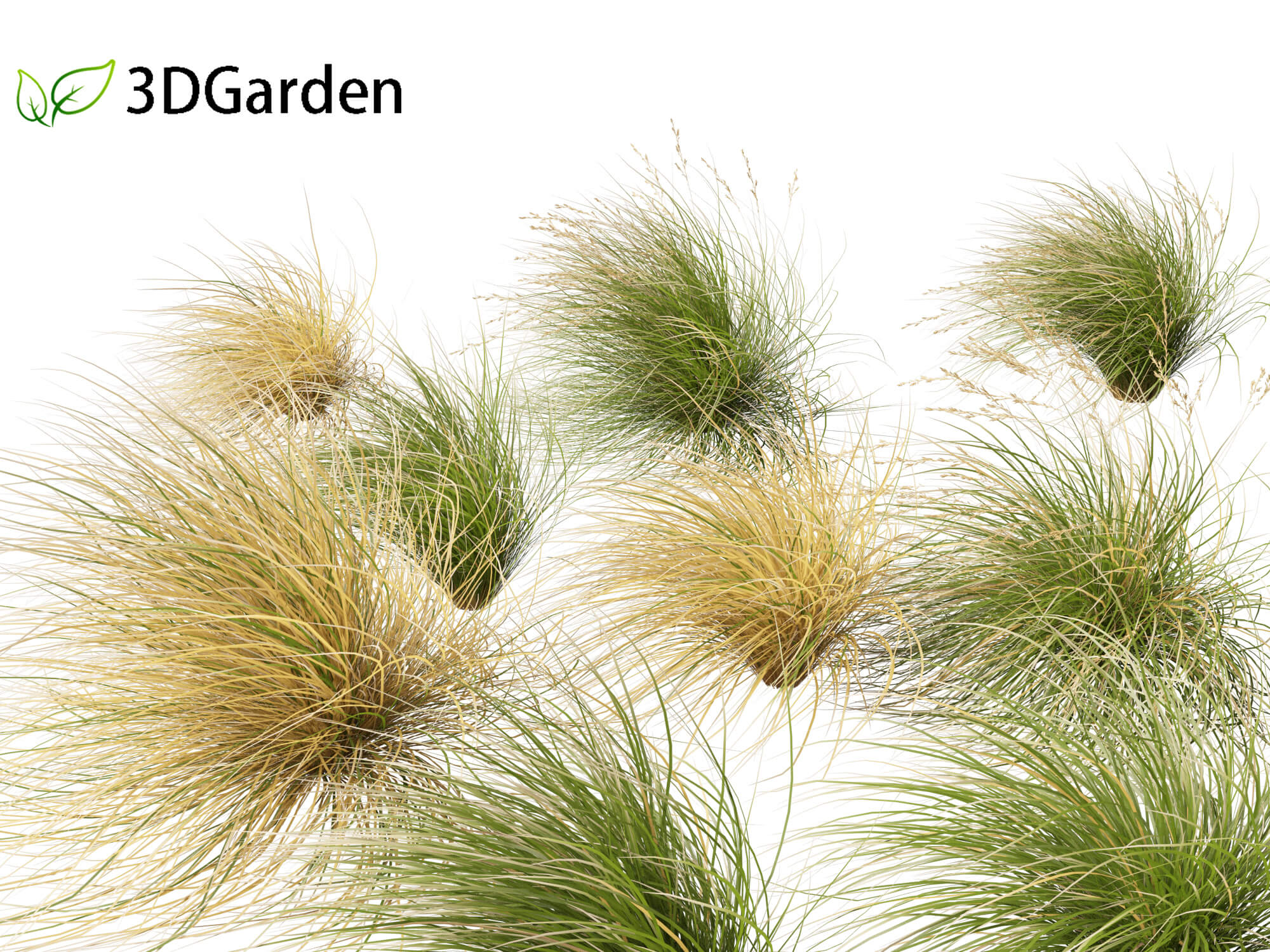 Chionochloa Rubra - Red Tussock Grass 02 3D Model by 3dgardenplants