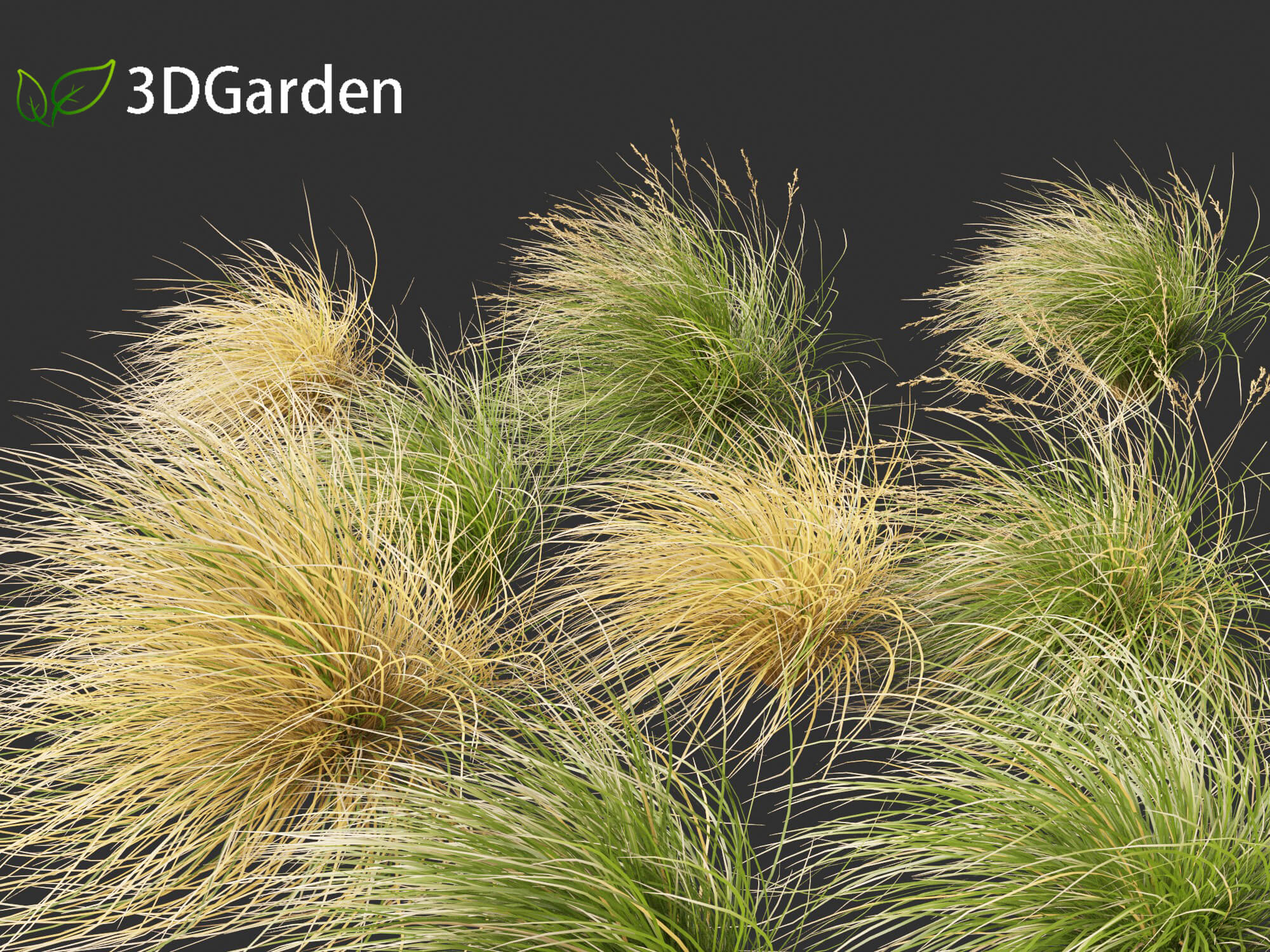 Chionochloa Rubra - Red Tussock Grass 02 3D Model by 3dgardenplants