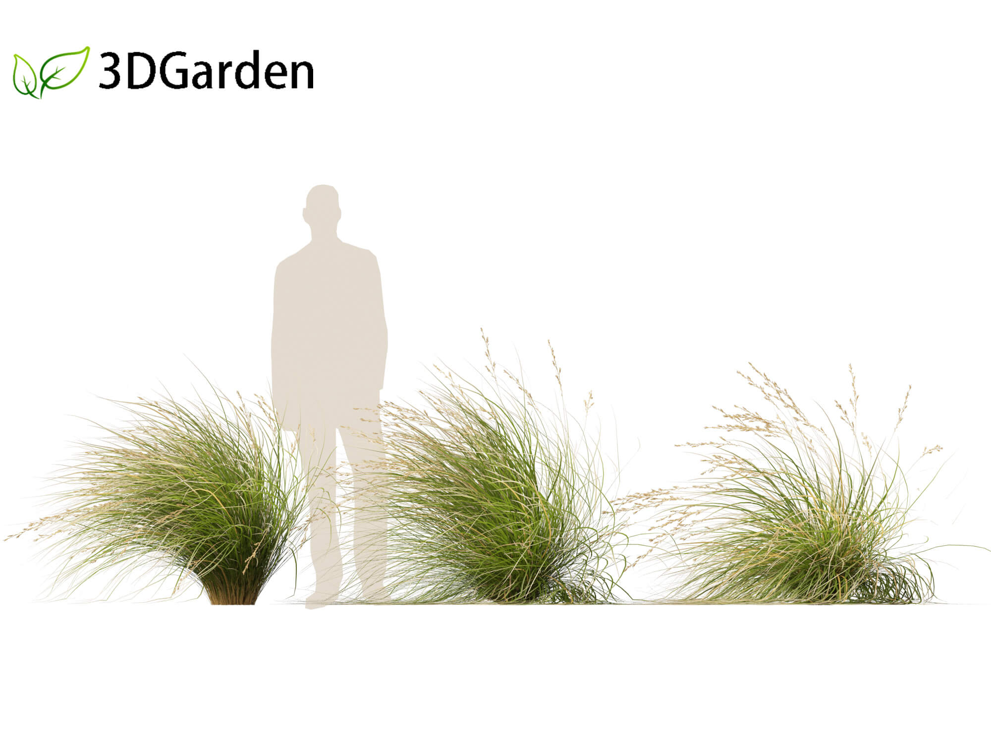 Chionochloa Rubra - Red Tussock Grass 02 3D Model by 3dgardenplants