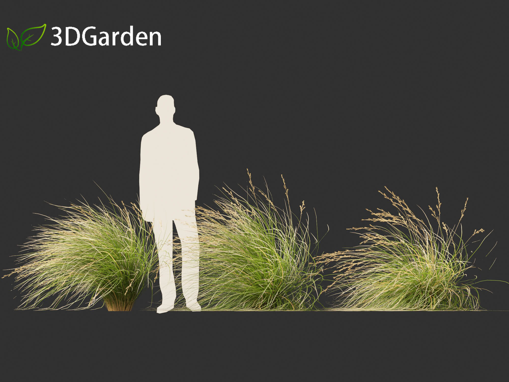 Chionochloa Rubra - Red Tussock Grass 02 3D Model by 3dgardenplants