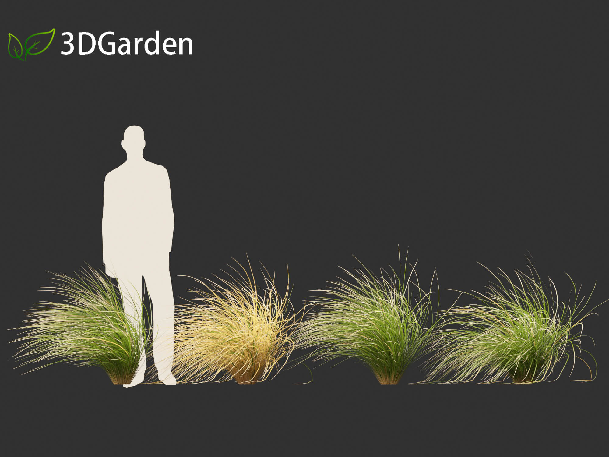 Chionochloa Rubra - Red Tussock Grass 02 3D Model by 3dgardenplants