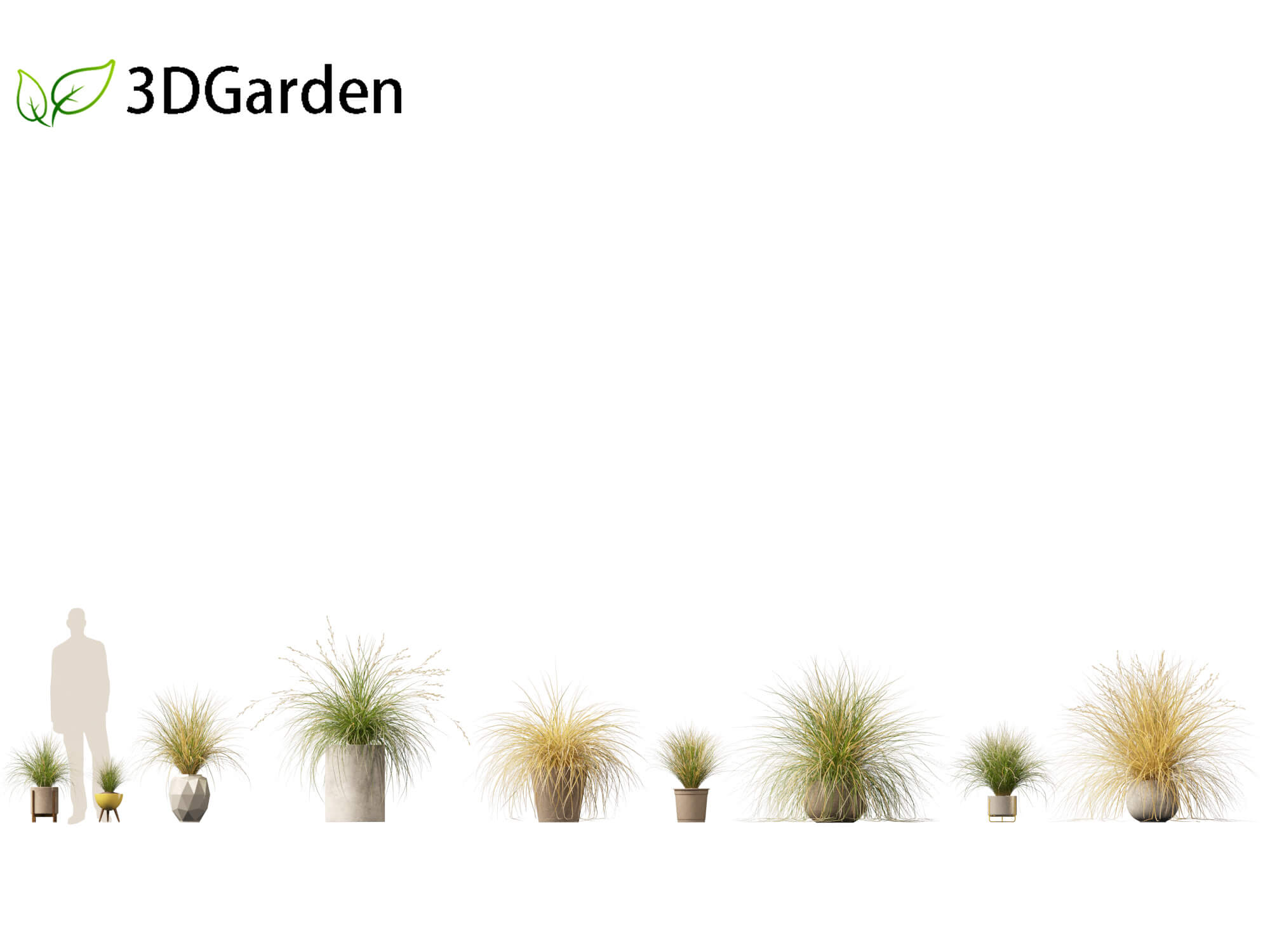 Chionochloa Rubra - Red Tussock Grass 03 3D Model by 3dgardenplants