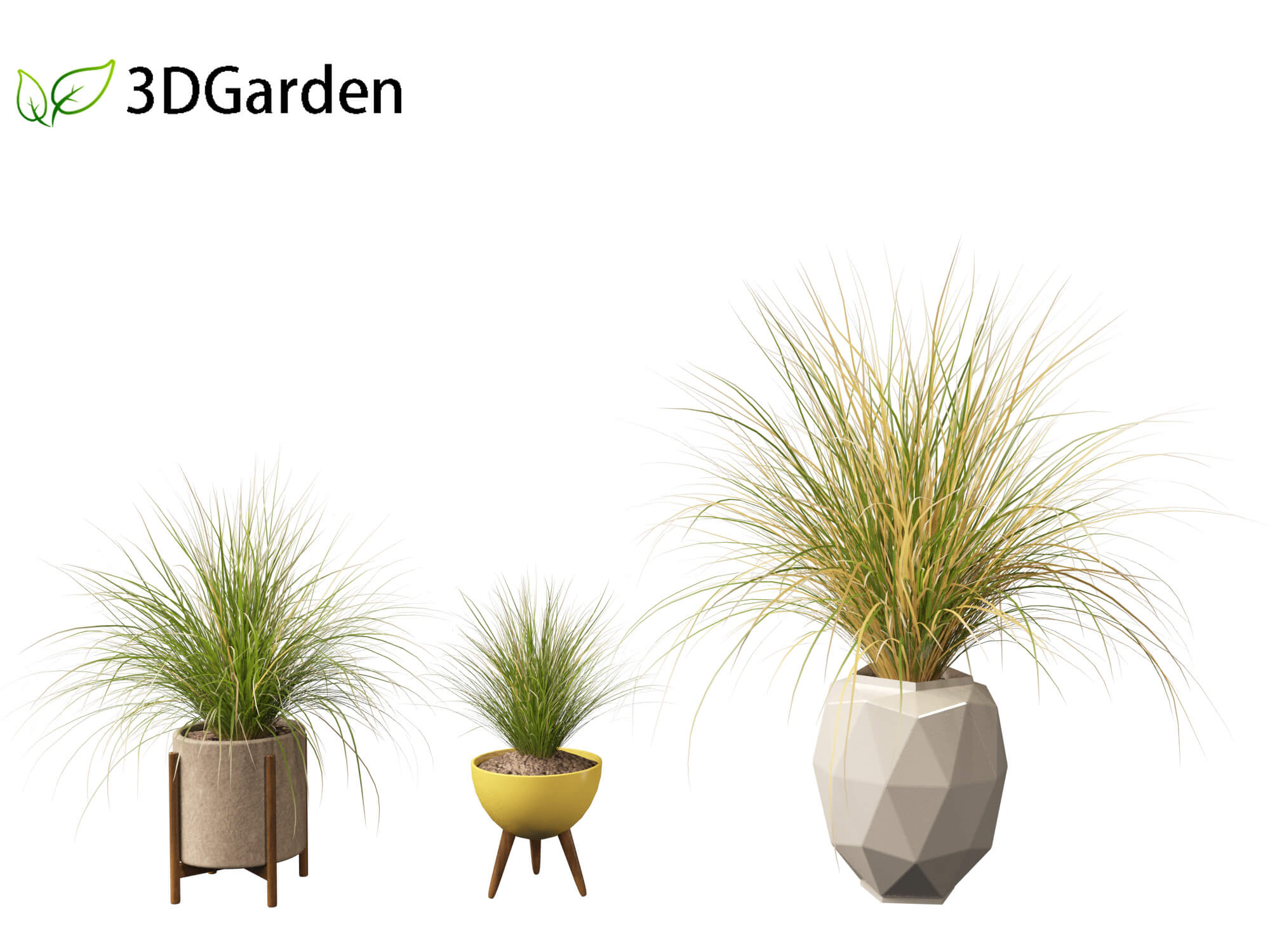 Chionochloa Rubra - Red Tussock Grass 03 3D Model by 3dgardenplants